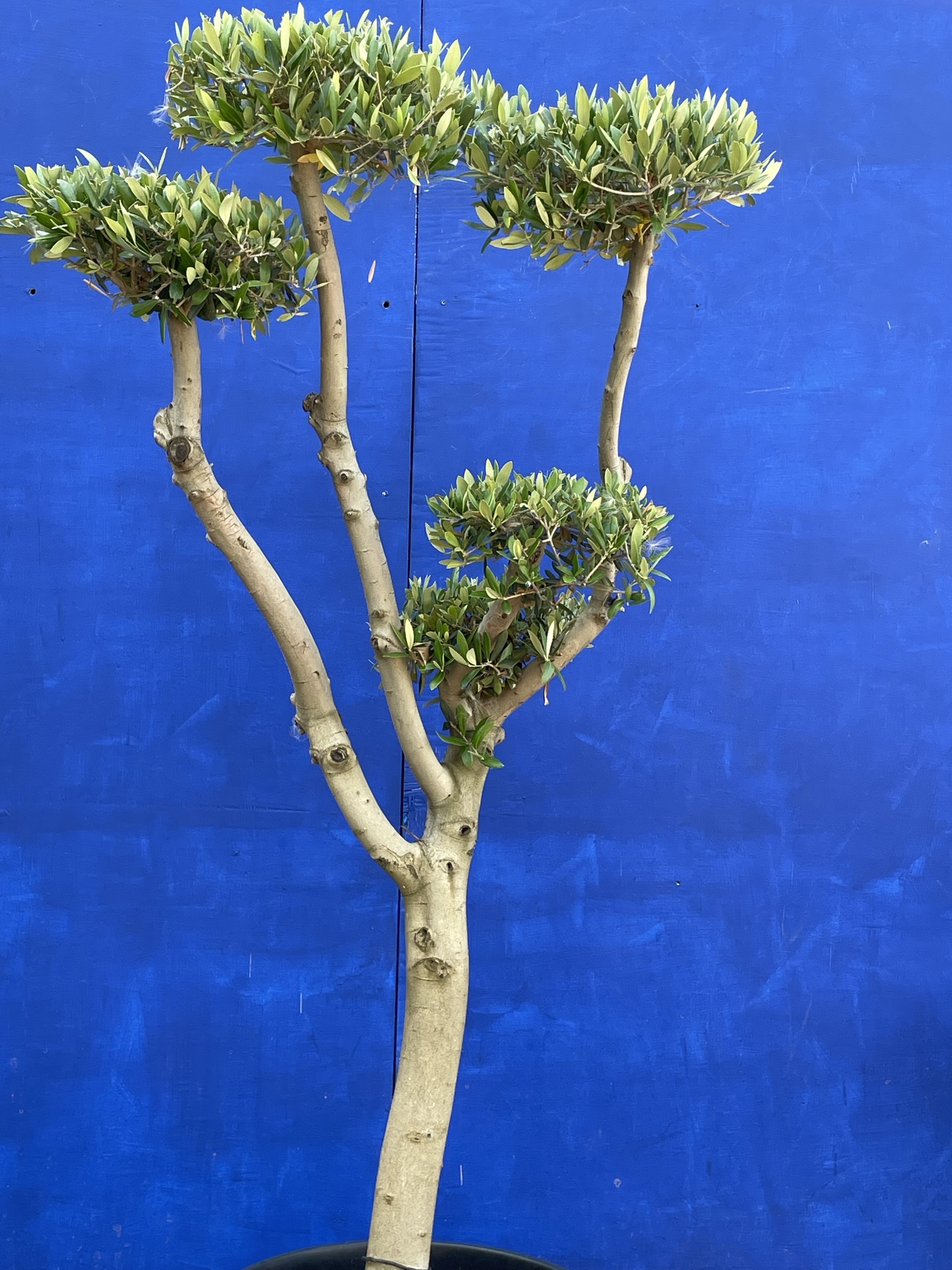 Patio cloud tree 1189 - The Norfolk Olive Tree Company