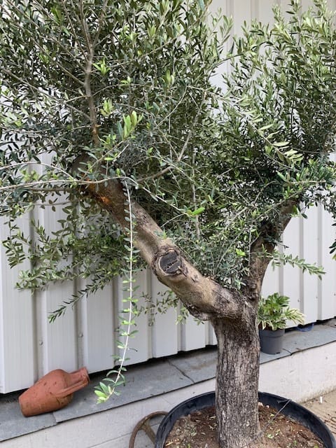Multi-branched Olive tree 1223 - The Norfolk Olive Tree Company