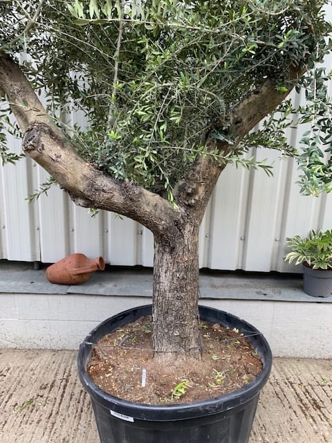 Multi-branched Olive tree 1223 - The Norfolk Olive Tree Company