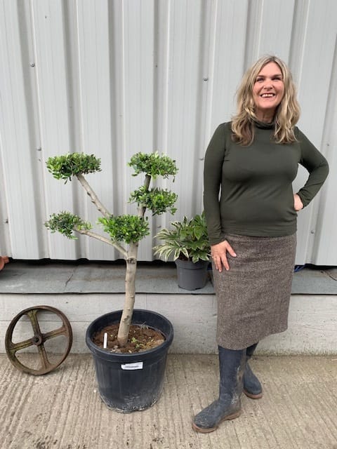 Small cloud tree in pot. - The Norfolk Olive Tree Company