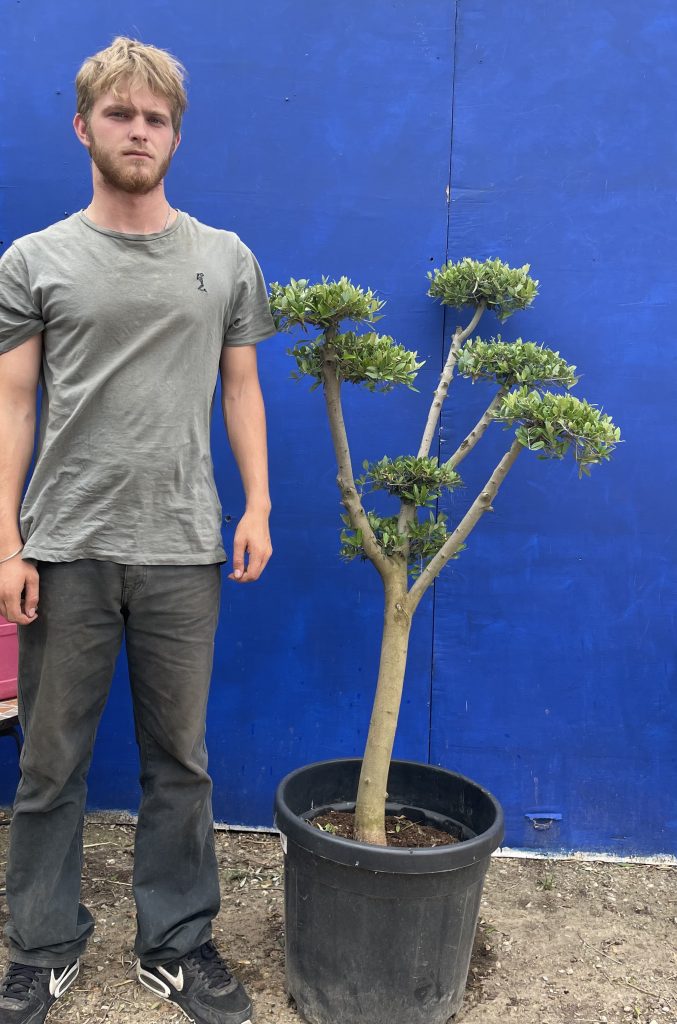 Japanese cloud tree. No 1182 - The Norfolk Olive Tree Company