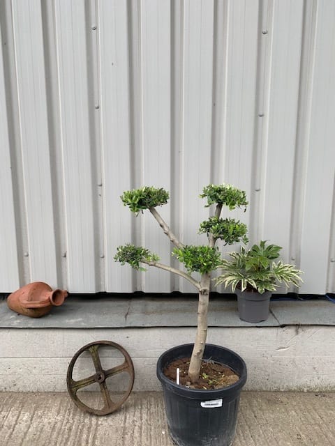 Small cloud tree in pot. - The Norfolk Olive Tree Company