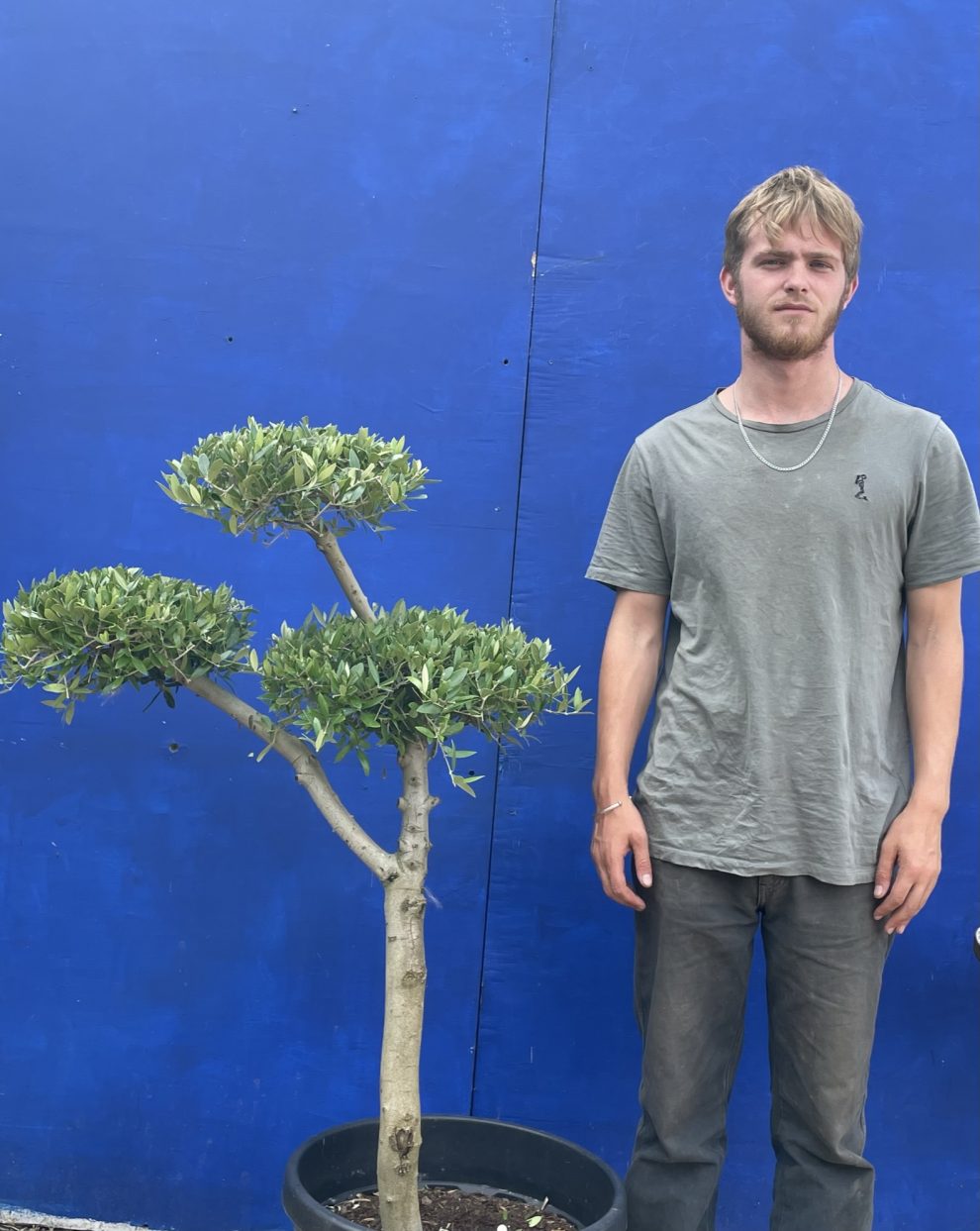 Japanese Zen tree. 1179 - The Norfolk Olive Tree Company