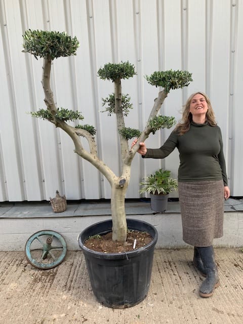 Patio cloud tree 1248 - The Norfolk Olive Tree Company