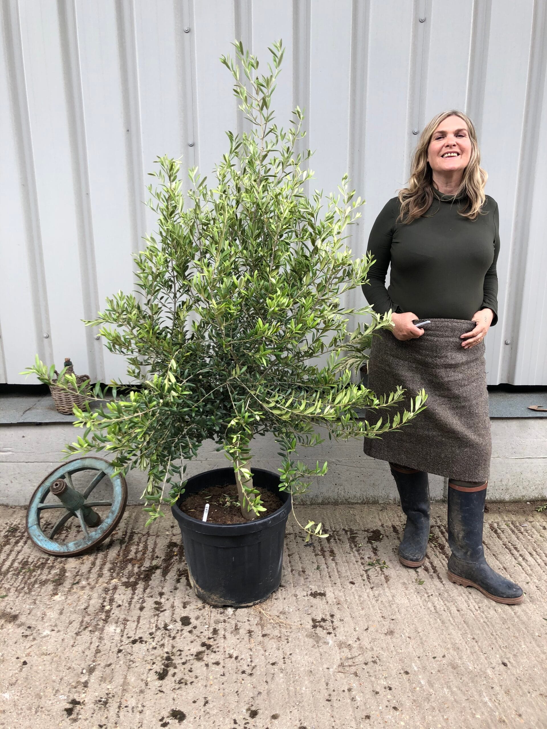 Patio olive tree - tree 1285 - The Norfolk Olive Tree Company