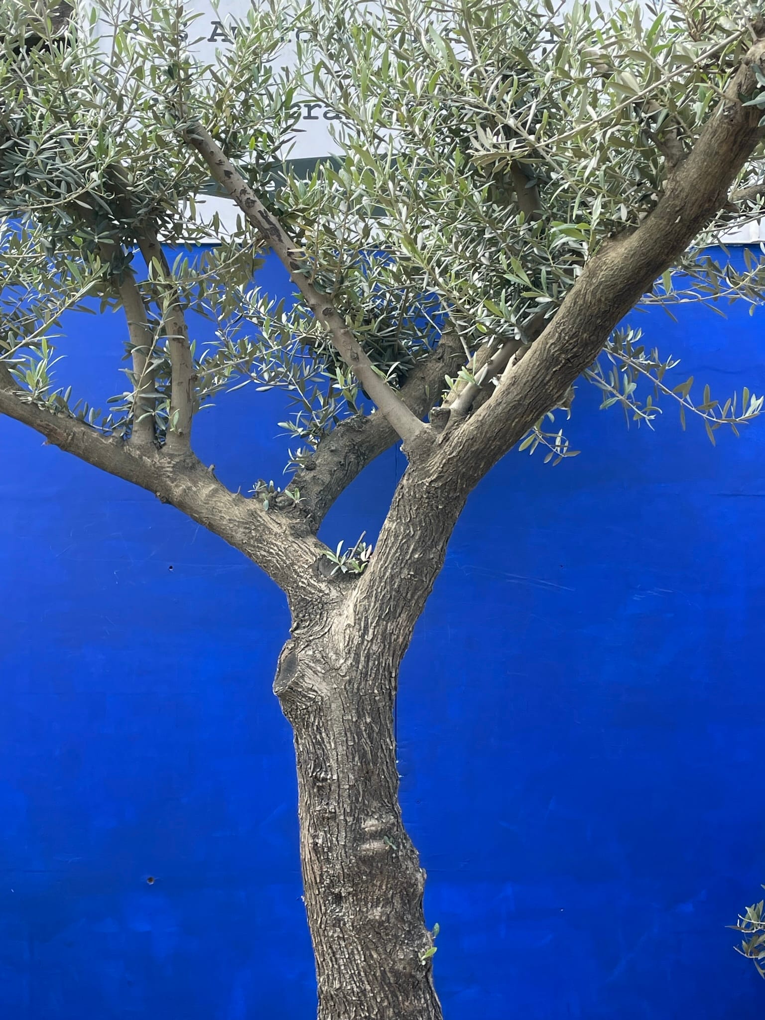 Multi stemmed Olive Tree - The Norfolk Olive Tree Company