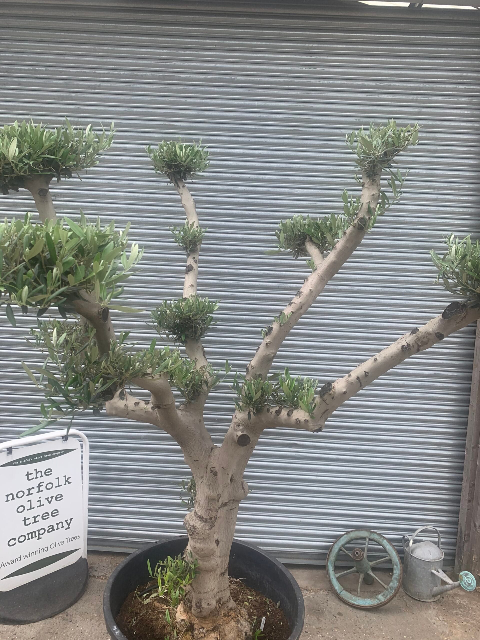 Smooth stem cloud pruned olive tree for sale. Buy from award winners!
