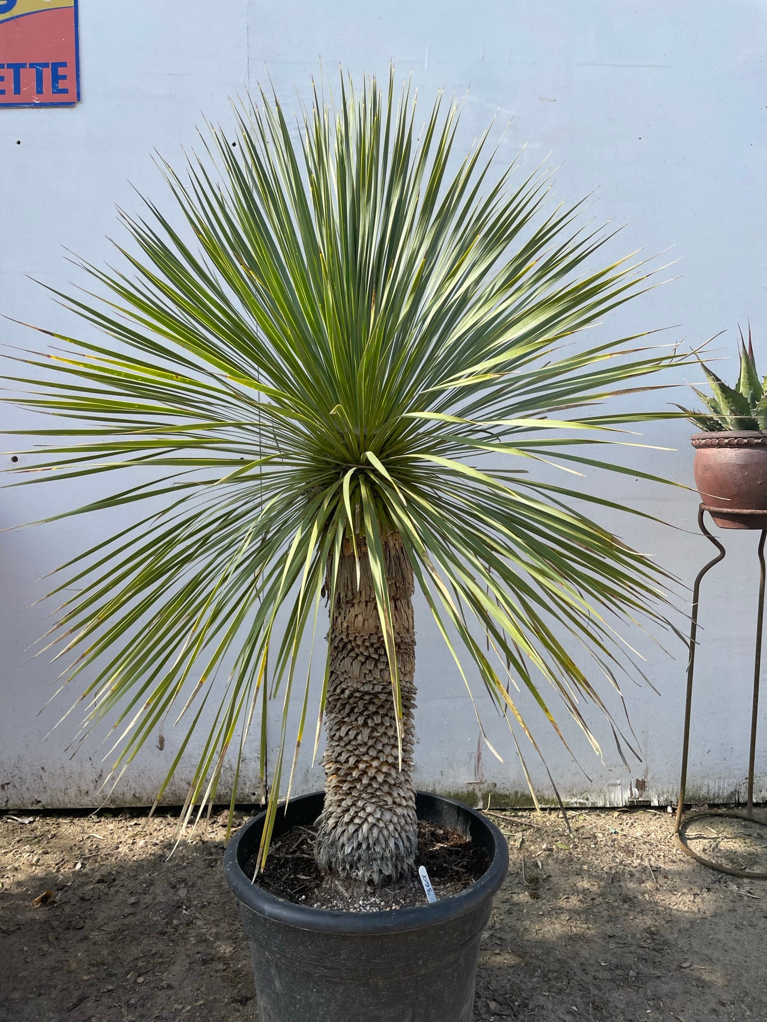 Mature Yucca Rostrata -free delivery. - The Norfolk Olive Tree Company