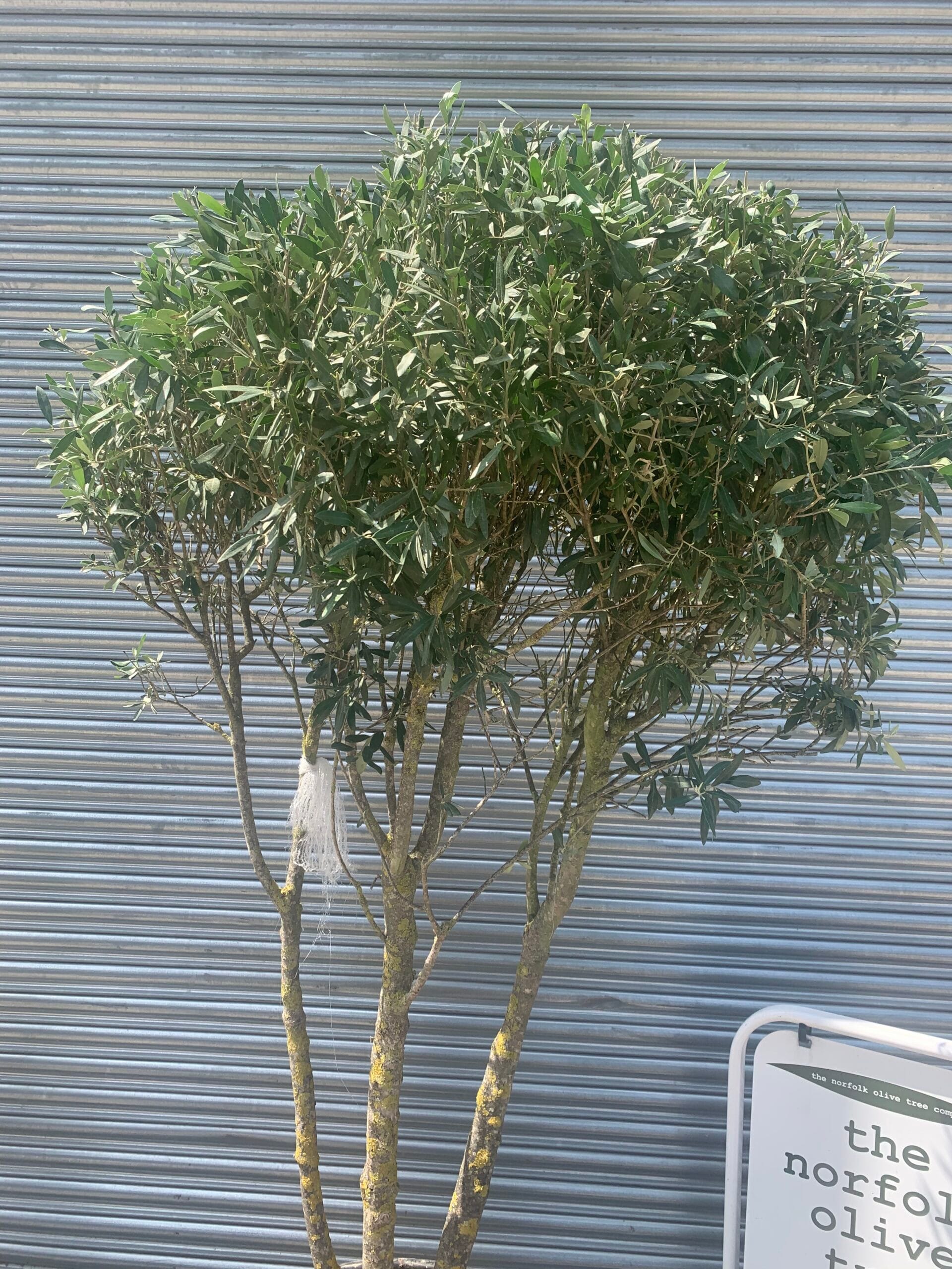 Multi stemmed Olive Tree - The Norfolk Olive Tree Company