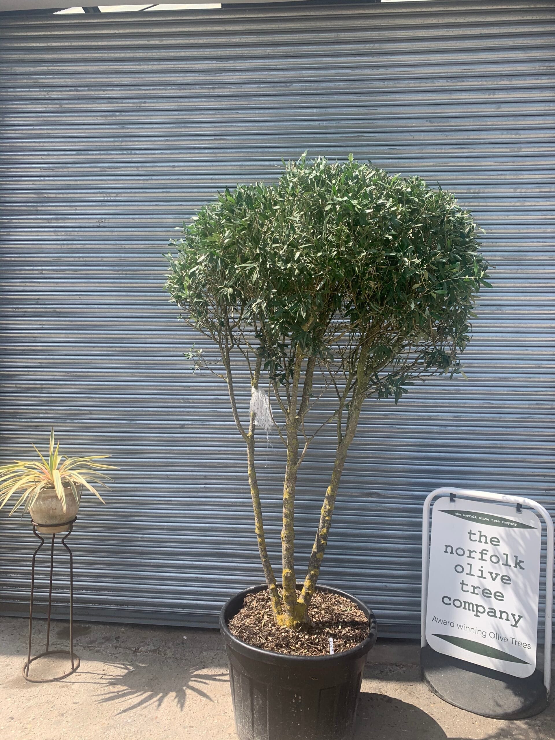 Multi stemmed Olive Tree - The Norfolk Olive Tree Company