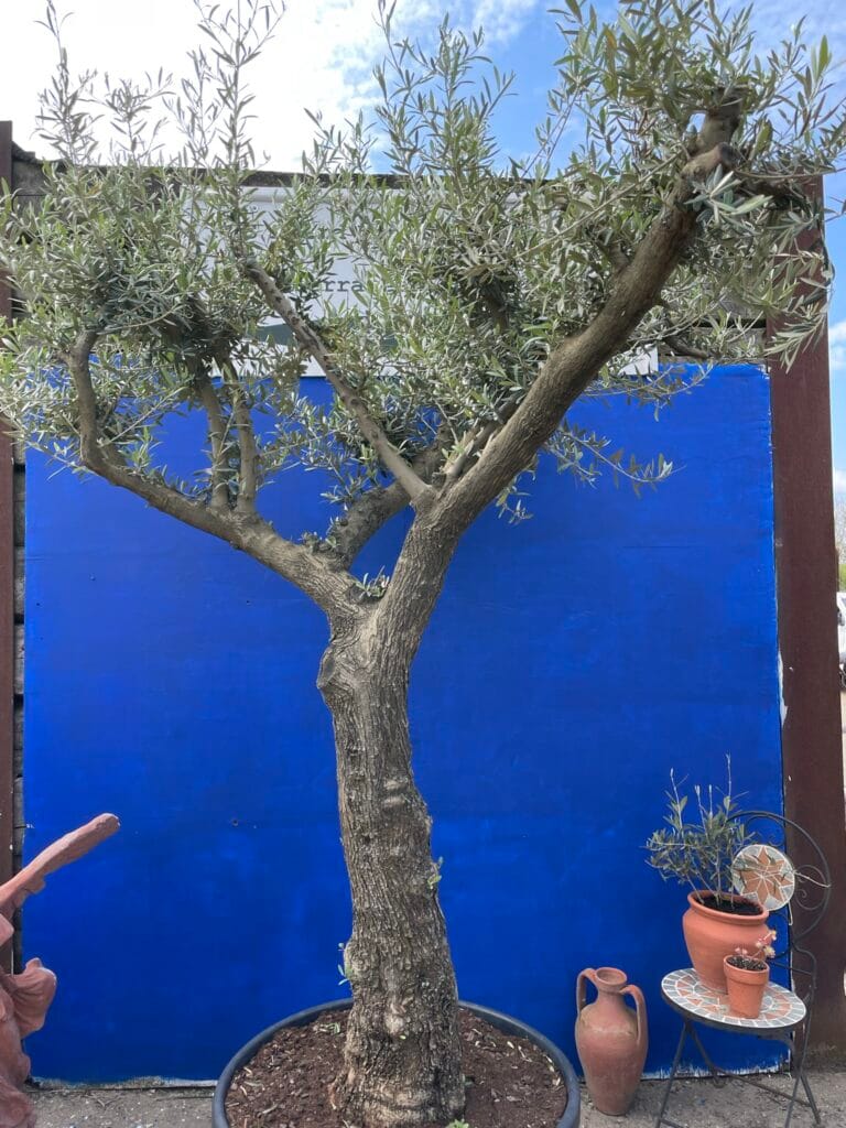 Multi stemmed Olive Tree - The Norfolk Olive Tree Company