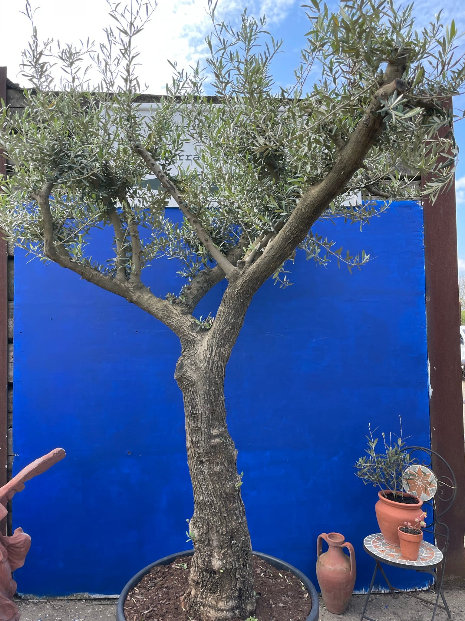 Multi stemmed Olive Tree - The Norfolk Olive Tree Company