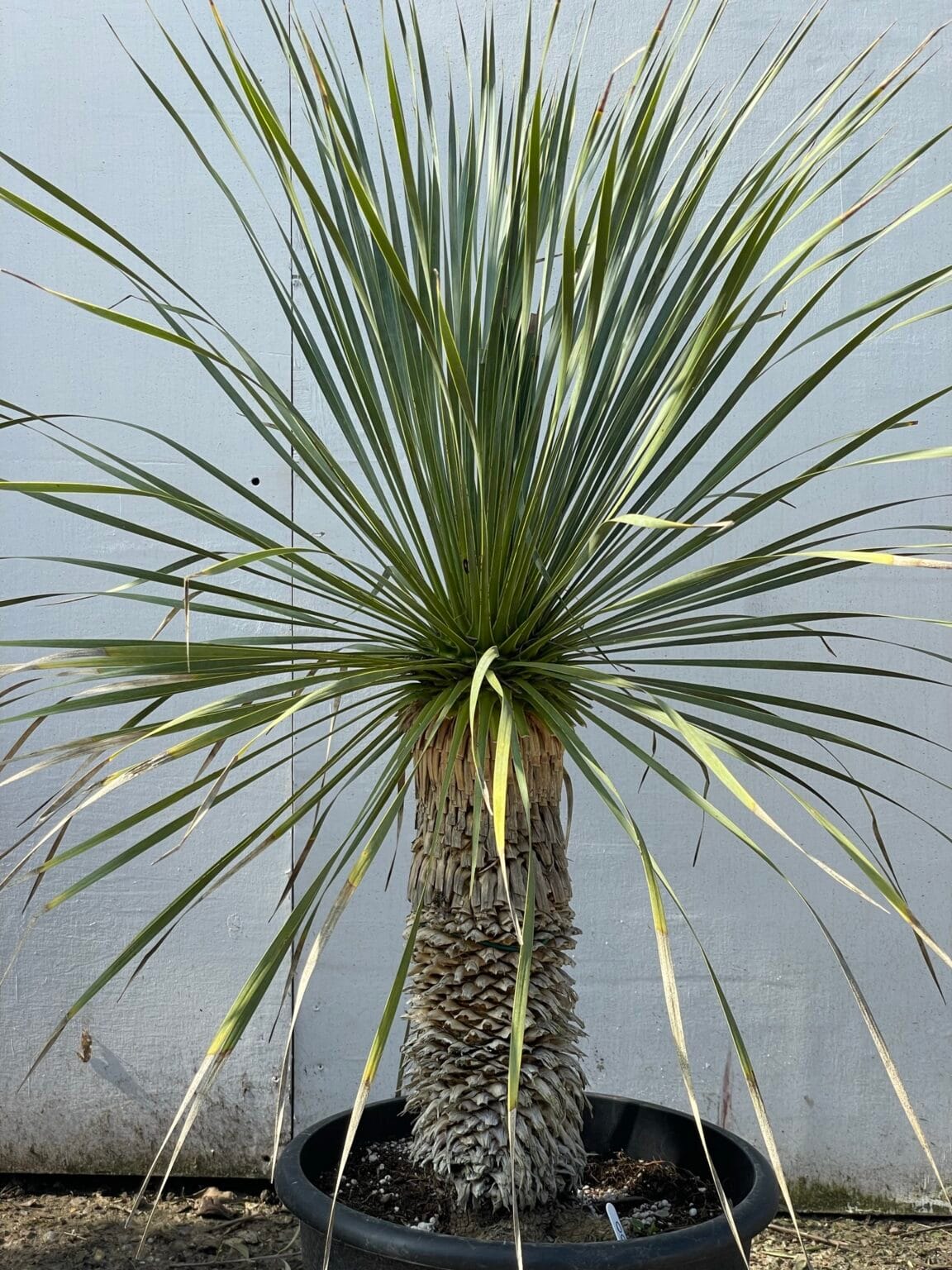 Yucca Rostrata for sale. Free delivery. - The Norfolk Olive Tree Company