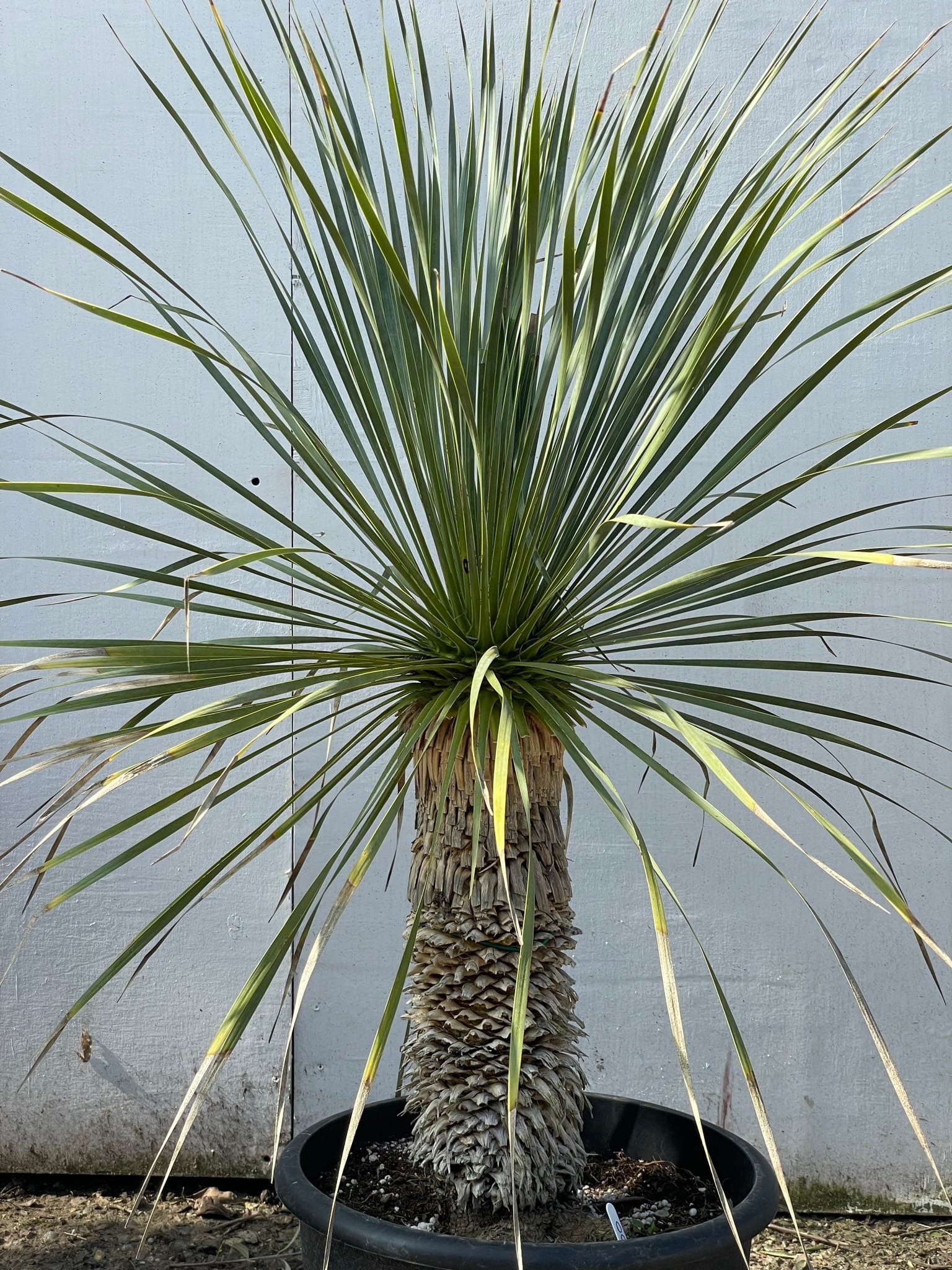 Yucca Rostrata for sale. Free delivery. - The Norfolk Olive Tree Company