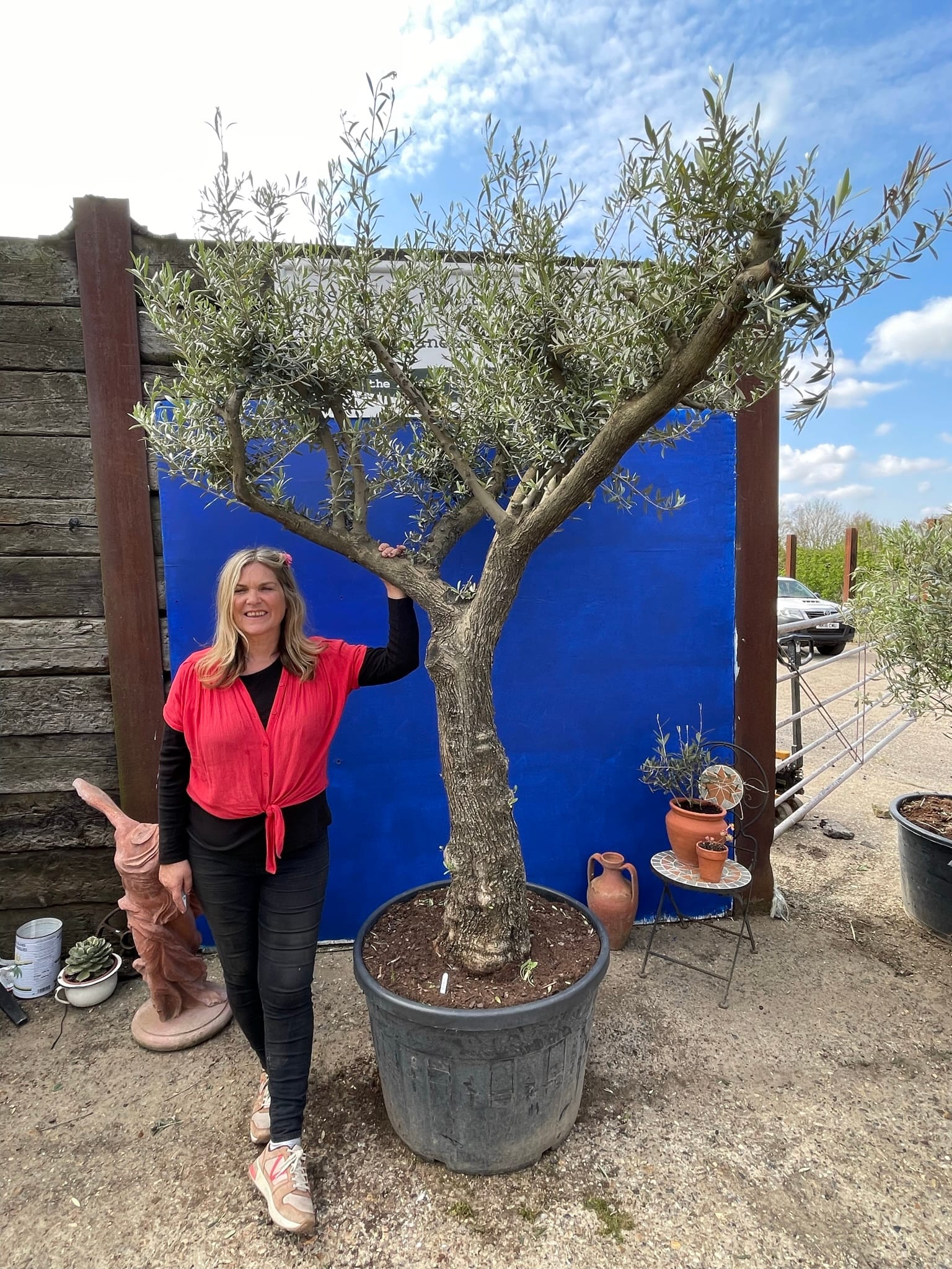 Multi stemmed Olive Tree - The Norfolk Olive Tree Company