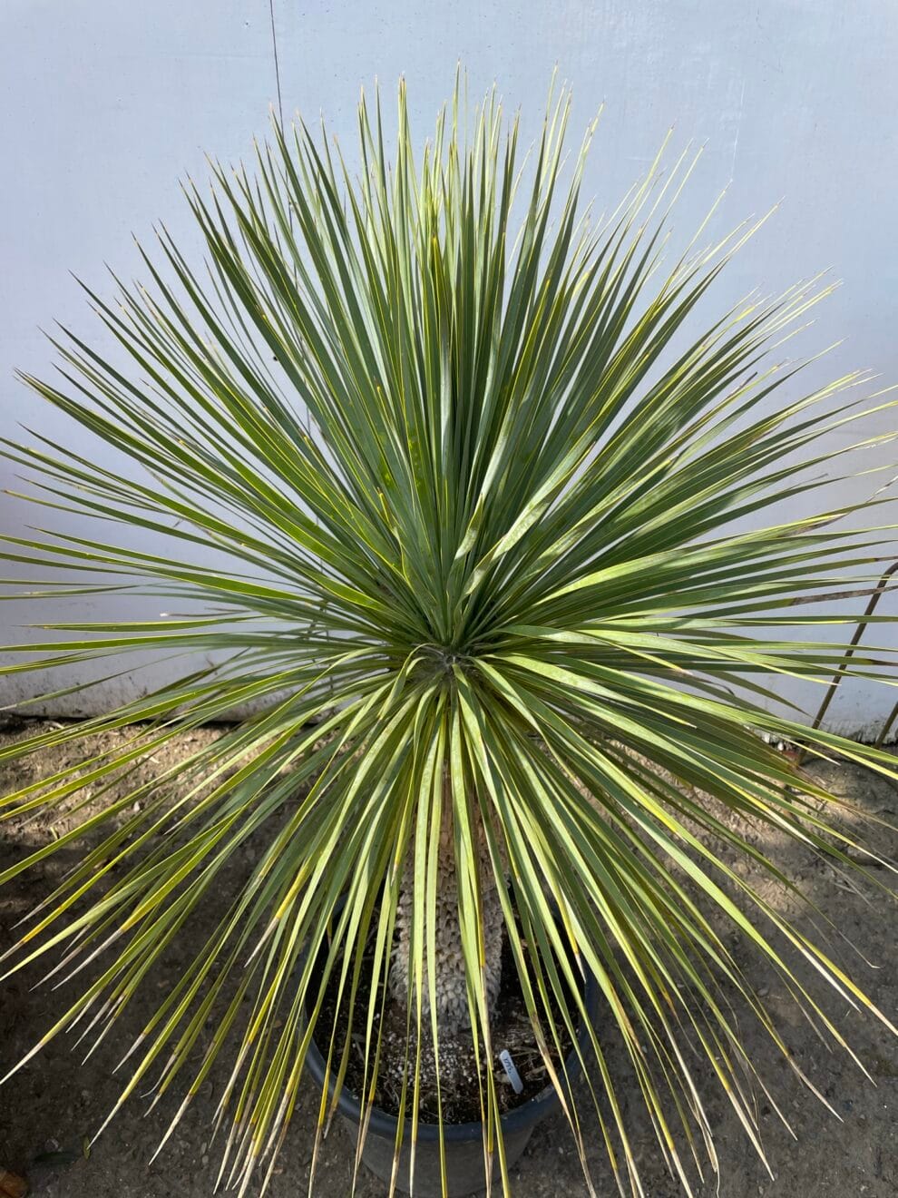 Mature Yucca Rostrata -free delivery. - The Norfolk Olive Tree Company