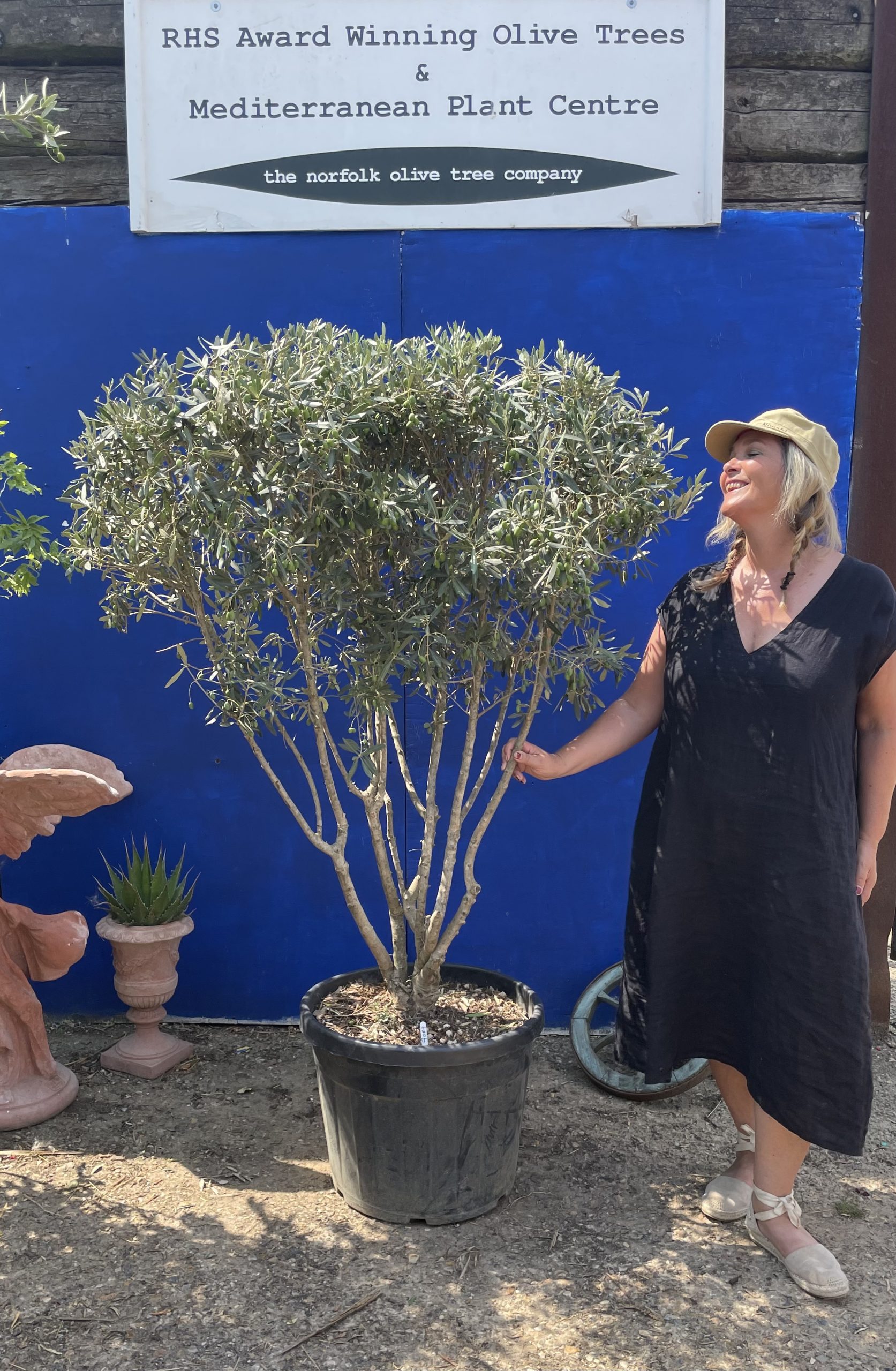 Multi stemmed Olive Tree - The Norfolk Olive Tree Company