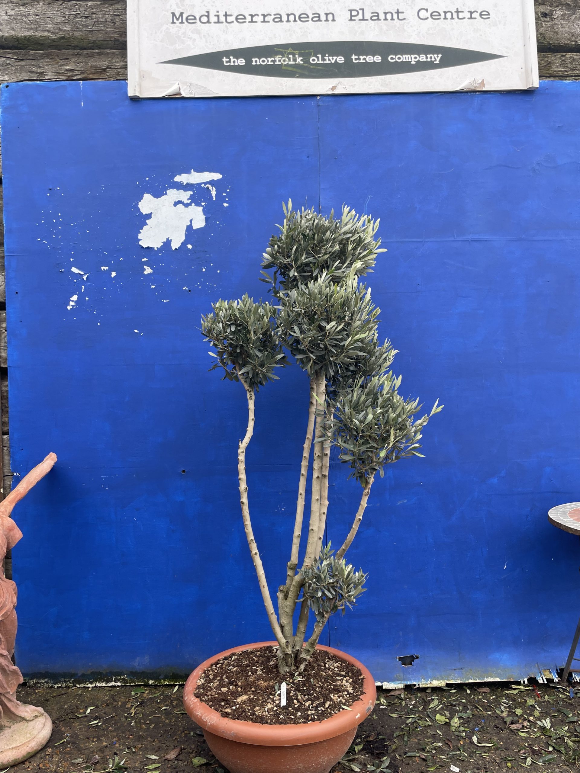 Topiary tree - free delivery. - The Norfolk Olive Tree Company