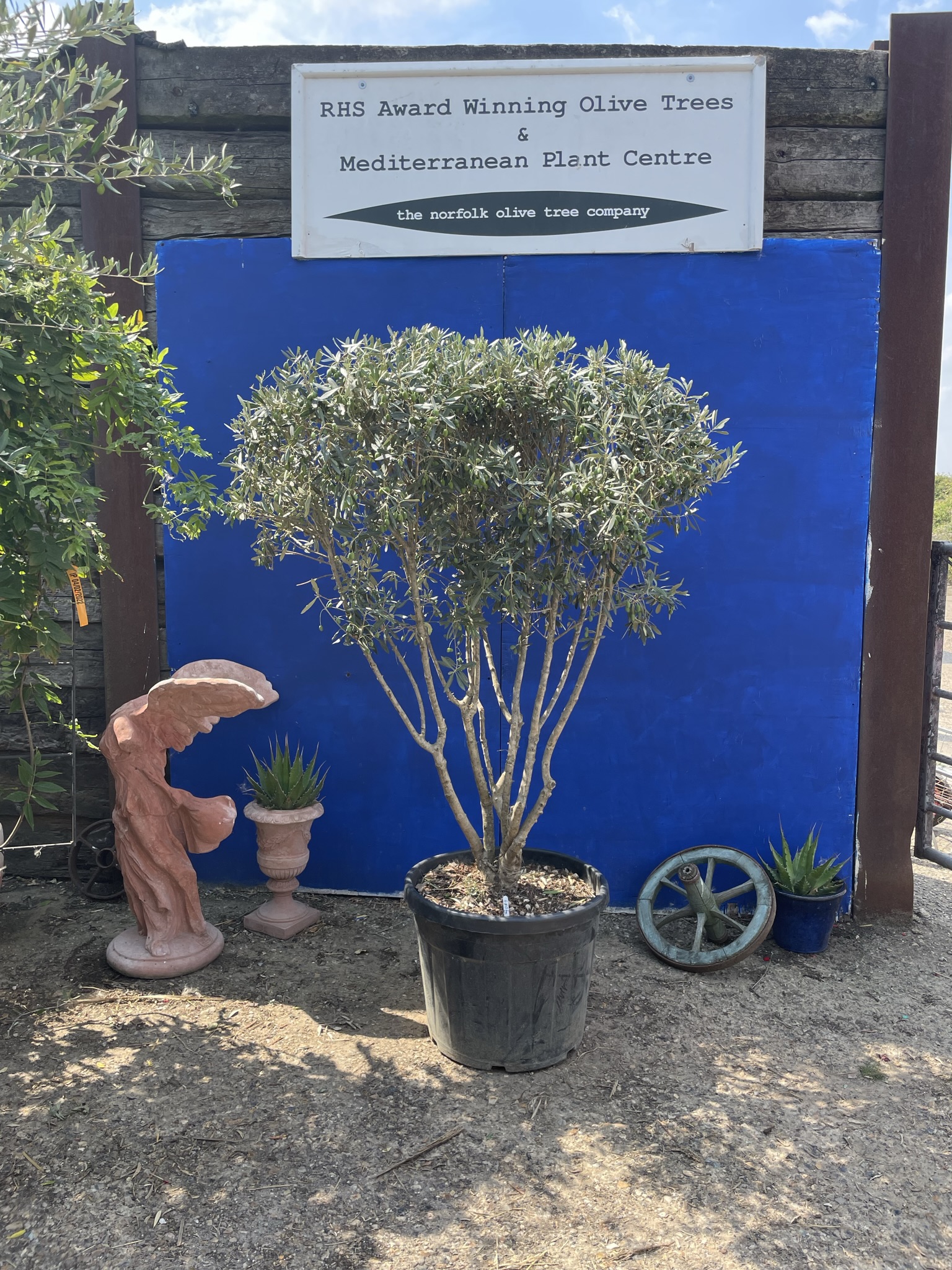 Multi stemmed Olive Tree - The Norfolk Olive Tree Company
