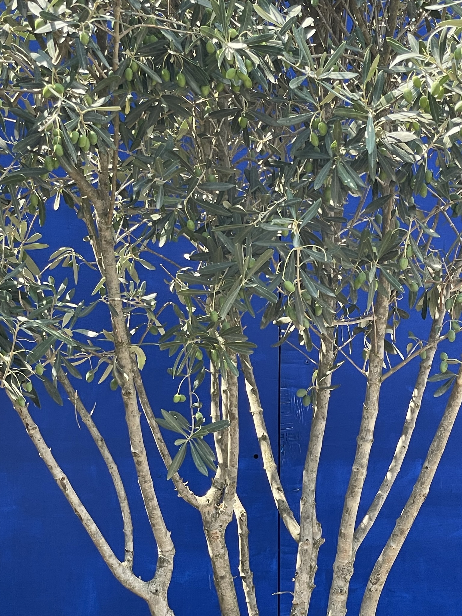 Multi stemmed Olive Tree - The Norfolk Olive Tree Company