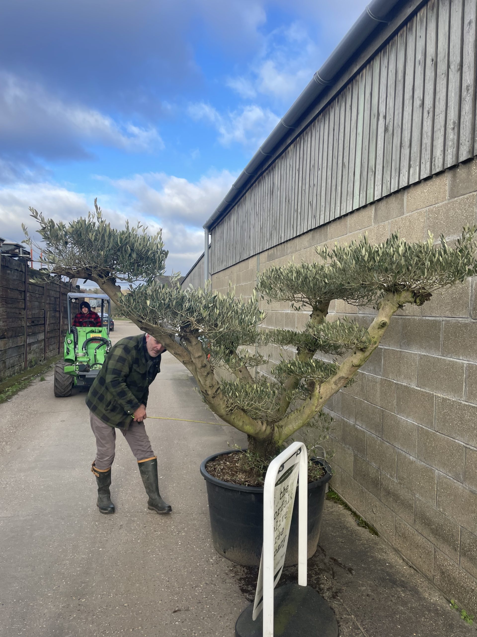 Zen garden tree - The Norfolk Olive Tree Company