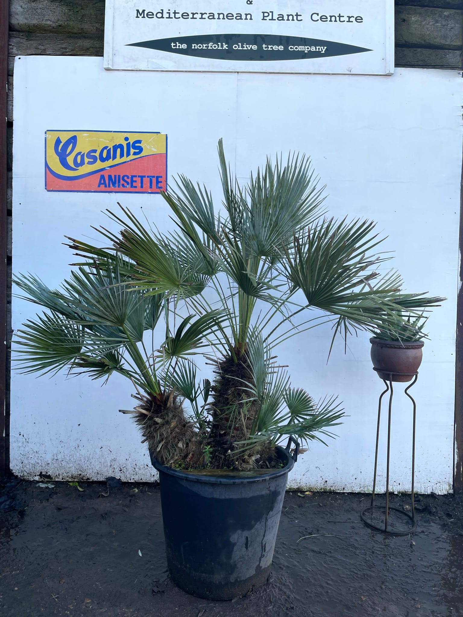 Chamaerops humilis cerifera - The Norfolk Olive Tree Company