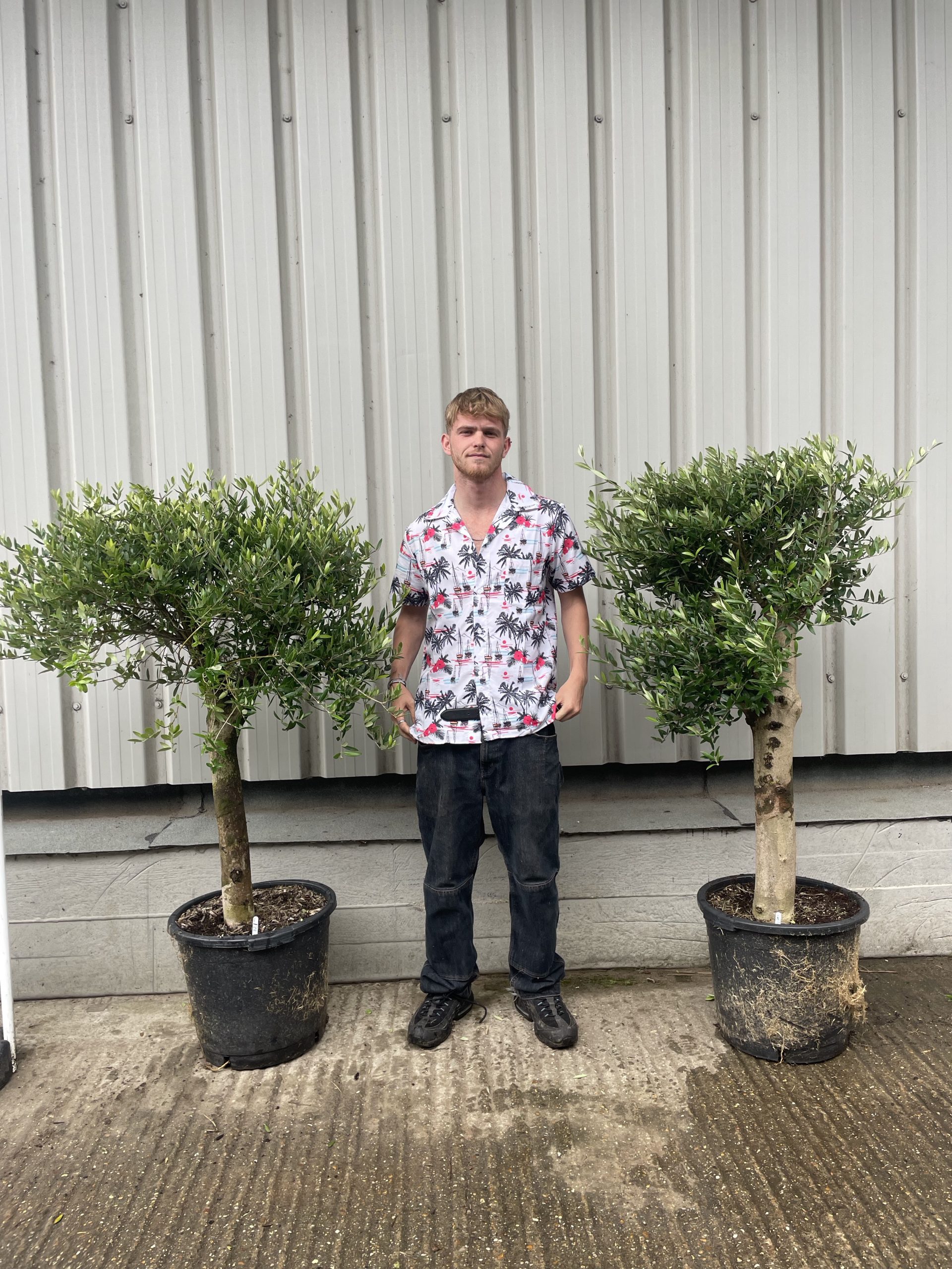 Pair of olive trees for sale -inc delivery - The Norfolk Olive Tree Company