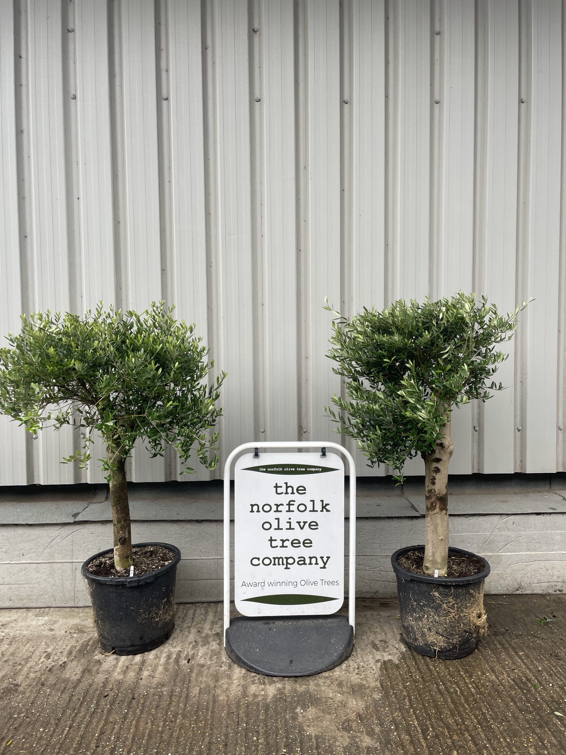 Pair of olive trees for sale -inc delivery - The Norfolk Olive Tree Company