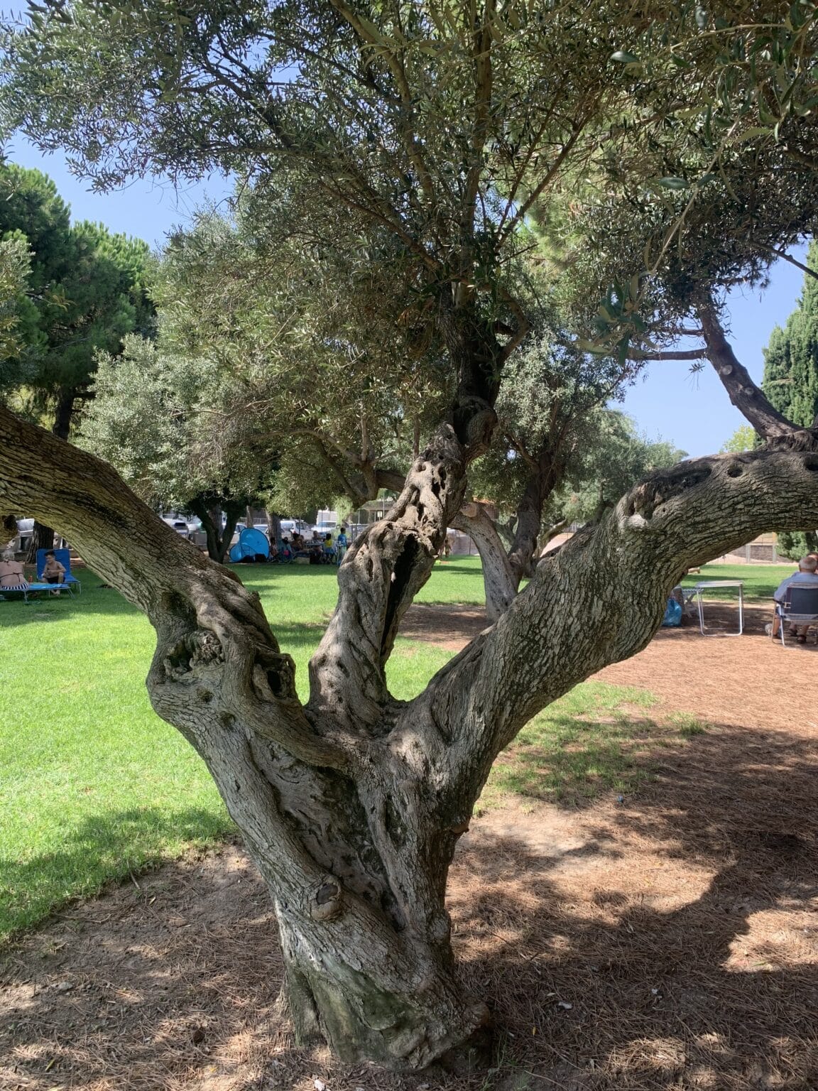 Tuscan Olive Trees - The Norfolk Olive Tree Company