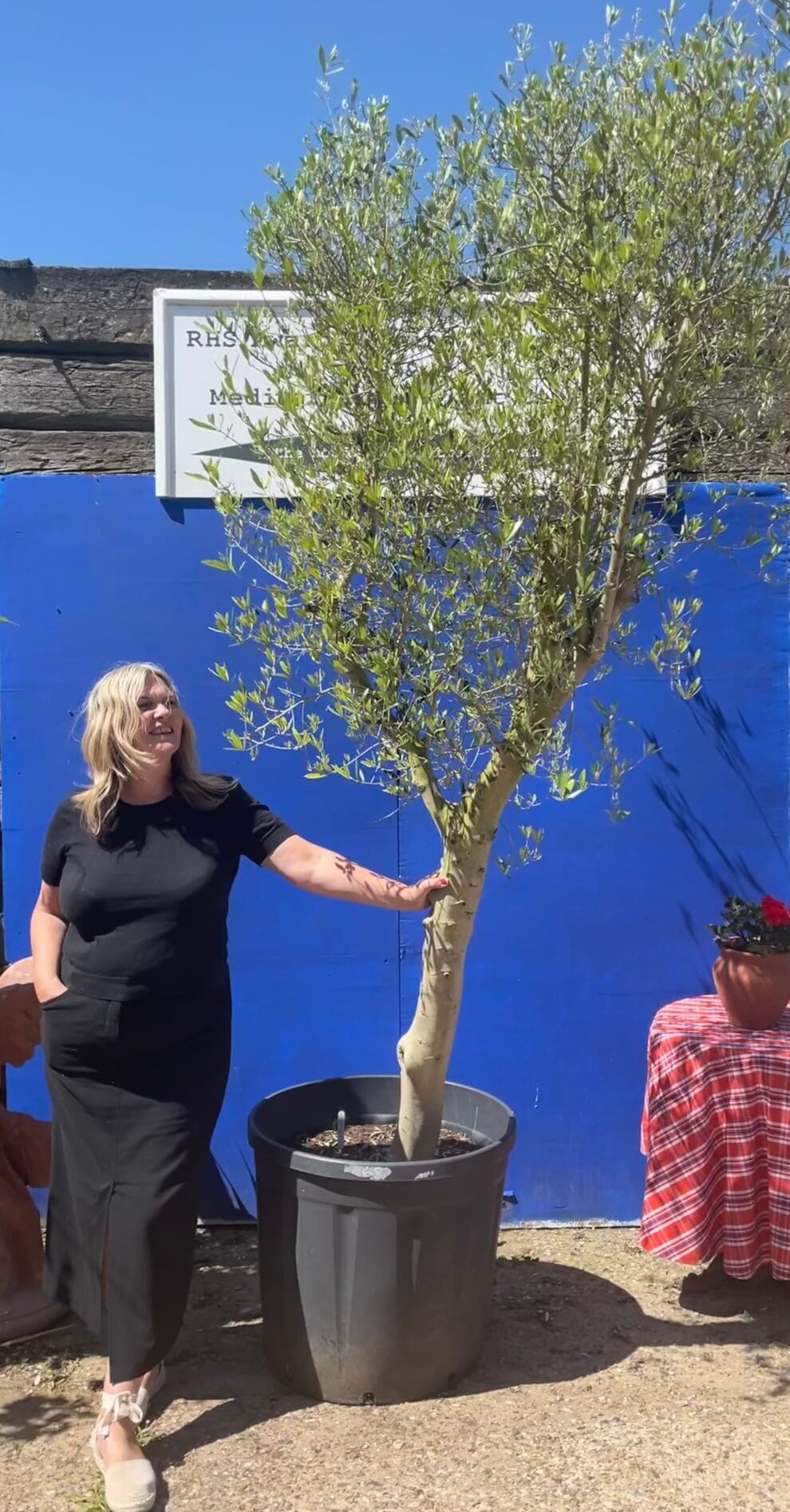 Multi stemmed Olive Tree - The Norfolk Olive Tree Company