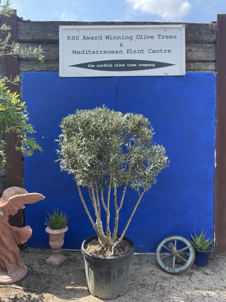Multi stemmed Olive Tree - The Norfolk Olive Tree Company