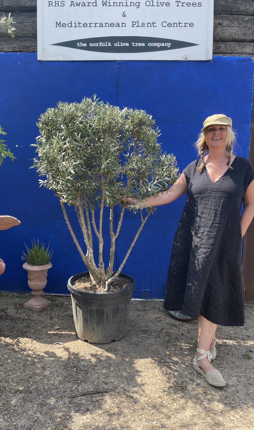 Multi stemmed Olive Tree - The Norfolk Olive Tree Company