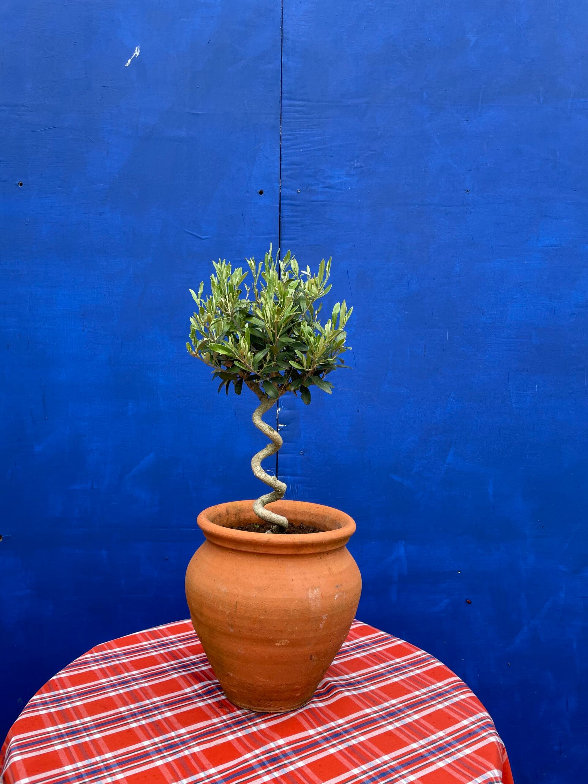Miniature Twisted Stem Olive Tree. Free delivery - The Norfolk Olive ...