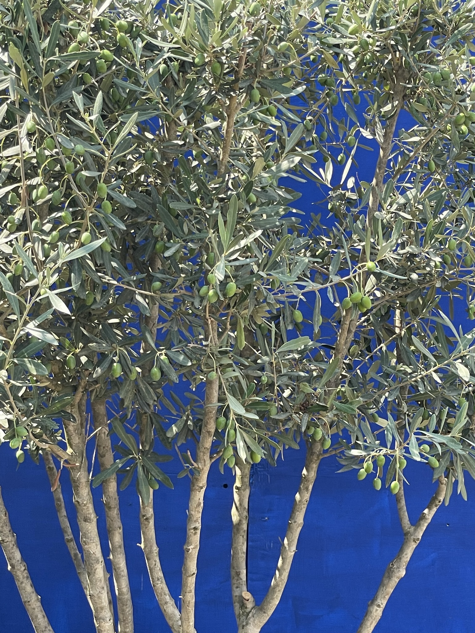 Multi stemmed Olive Tree - The Norfolk Olive Tree Company
