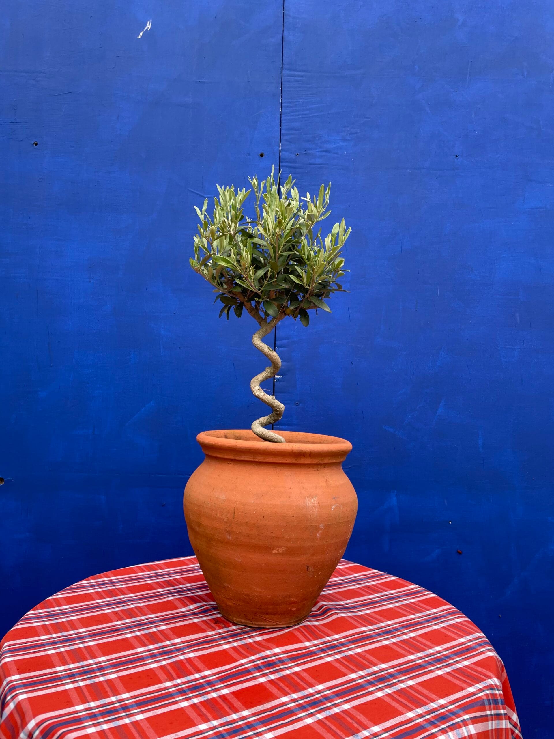 Miniature Twisted Stem Olive Tree. Free delivery - The Norfolk Olive ...