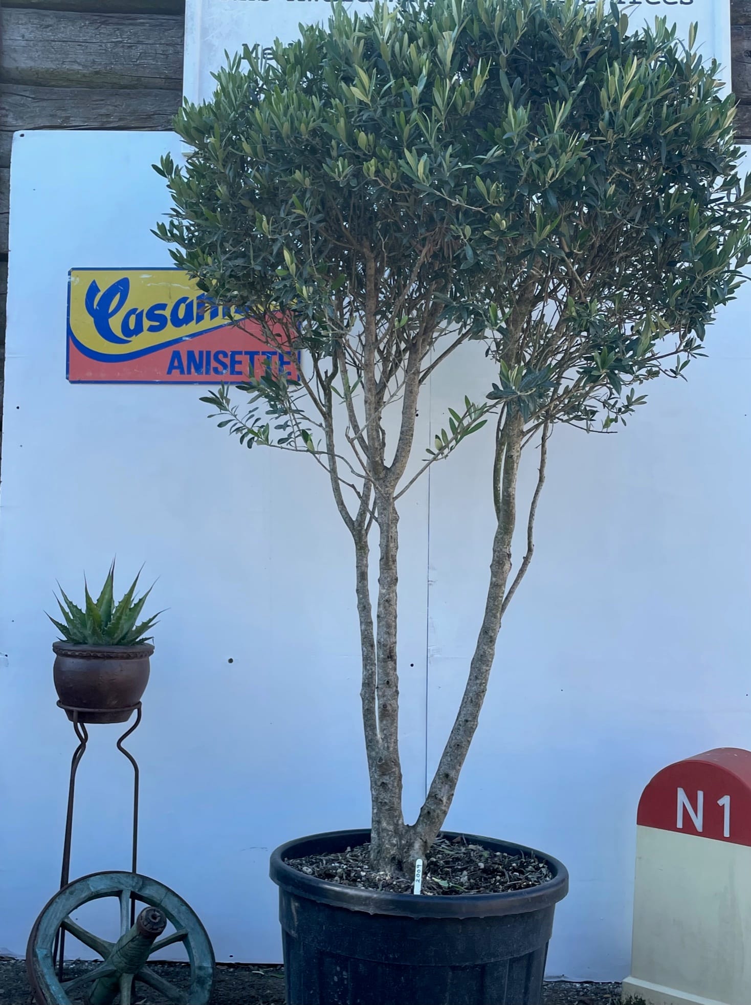 Home - The Norfolk Olive Tree Company