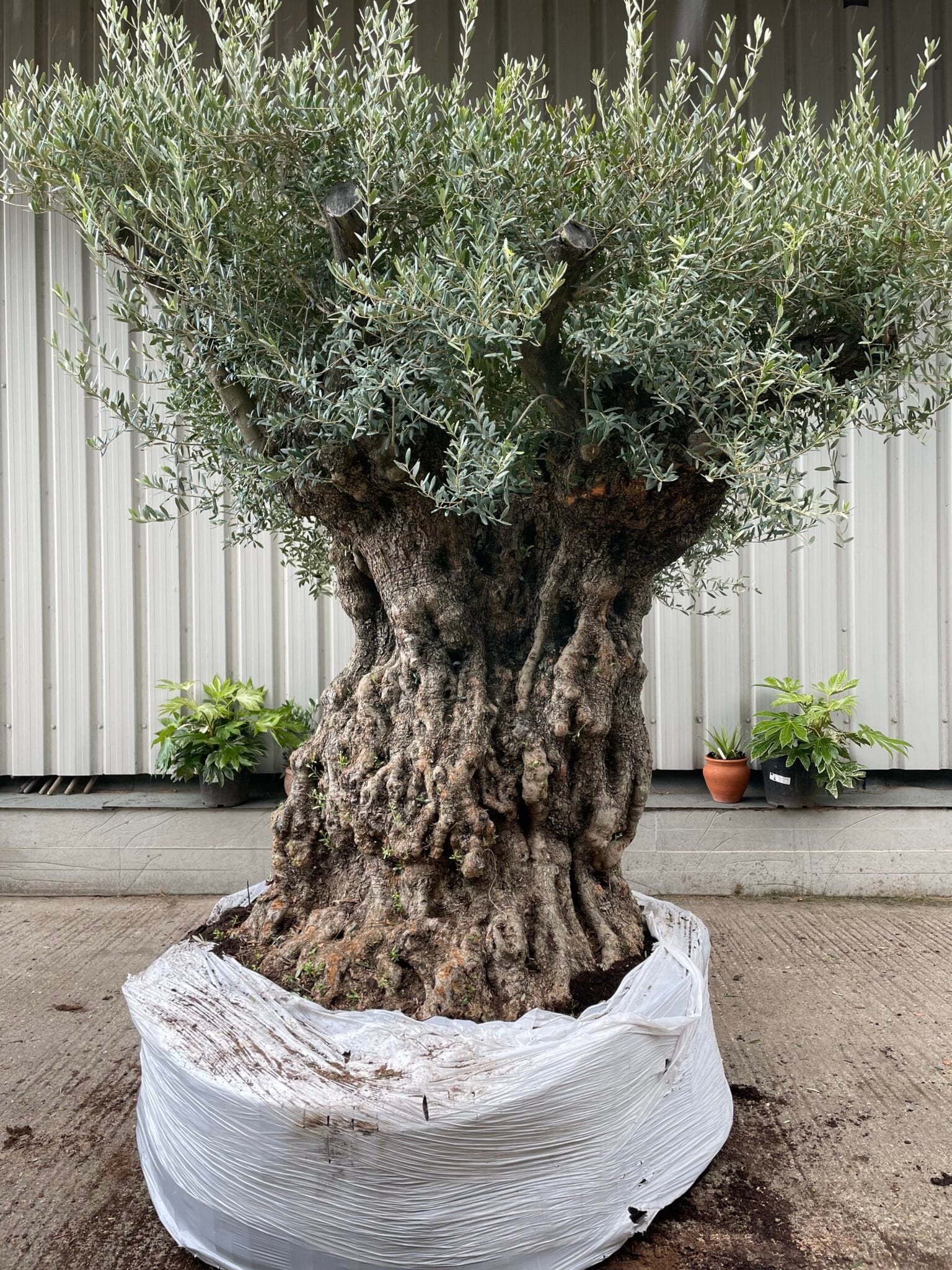 Ancient Olive tree extra large - The Norfolk Olive Tree Company