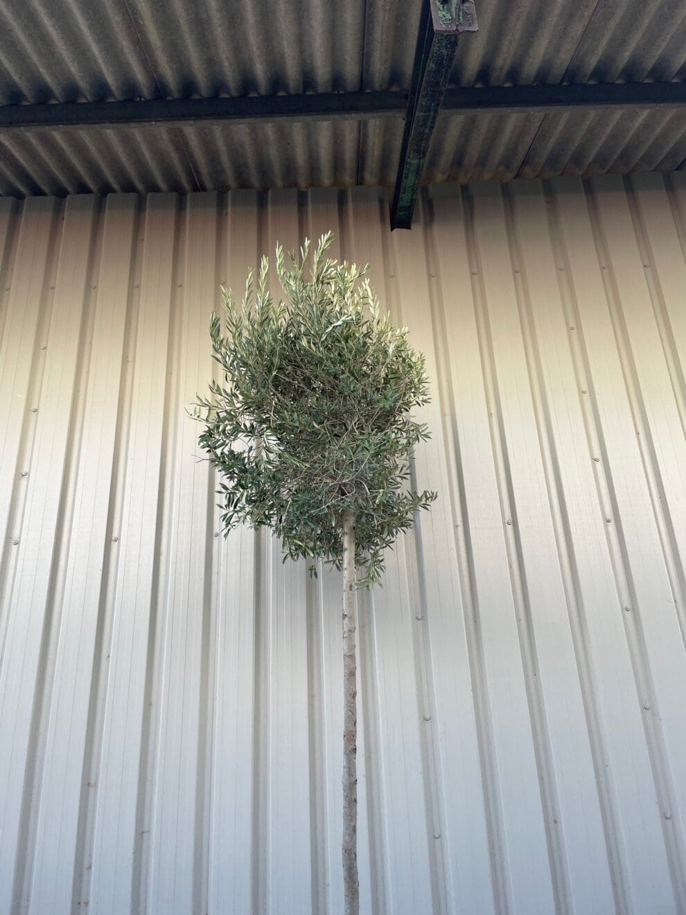 Tall screening tree - The Norfolk Olive Tree Company