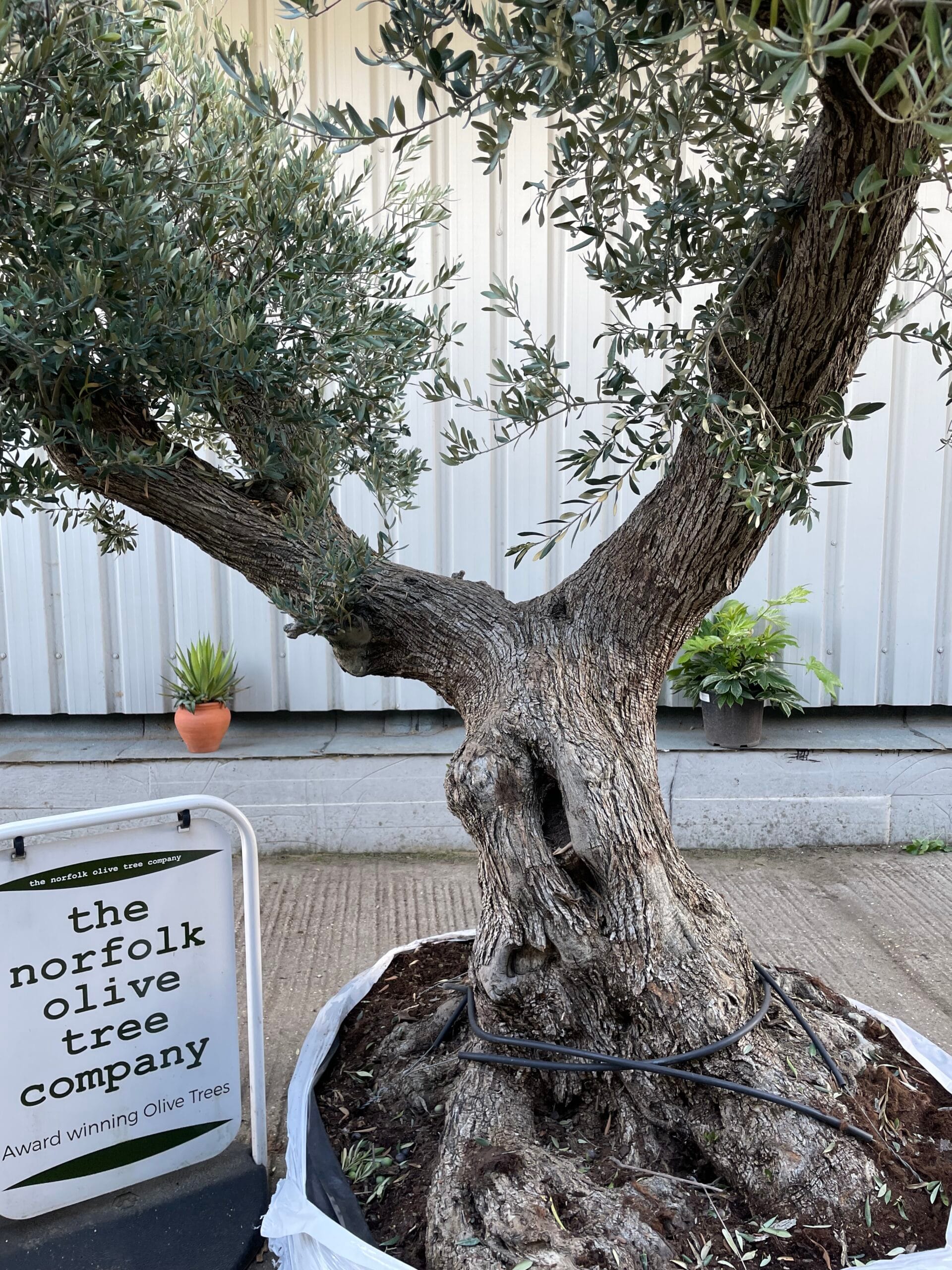 Olive tree impressive trunk - The Norfolk Olive Tree Company