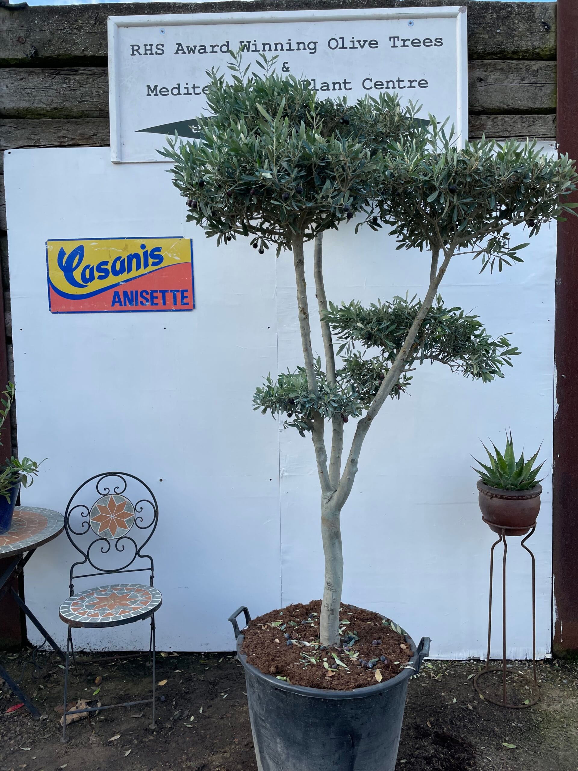 Small cloud Olive tree - The Norfolk Olive Tree Company