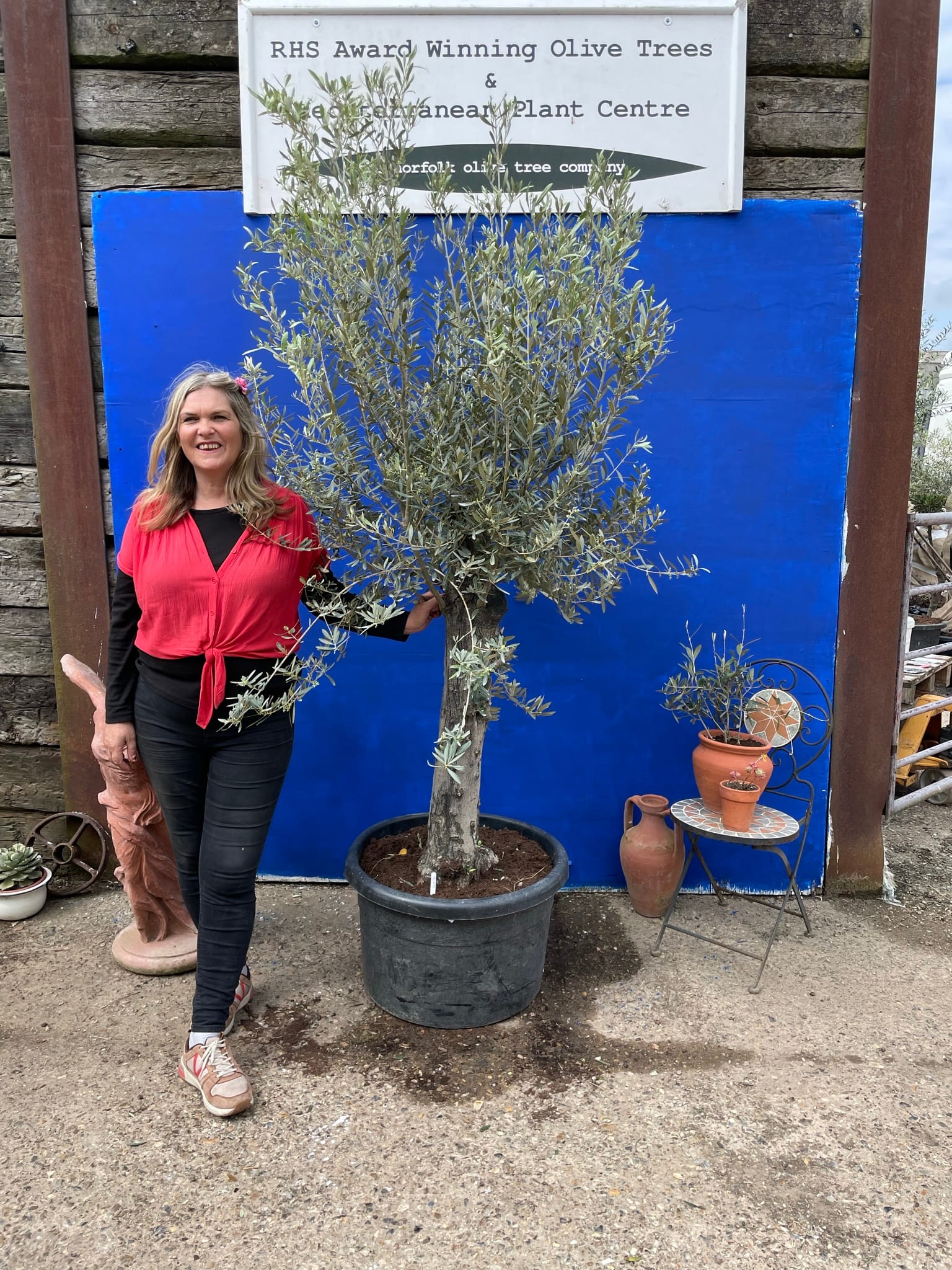 Small gnarled Olive tree - The Norfolk Olive Tree Company
