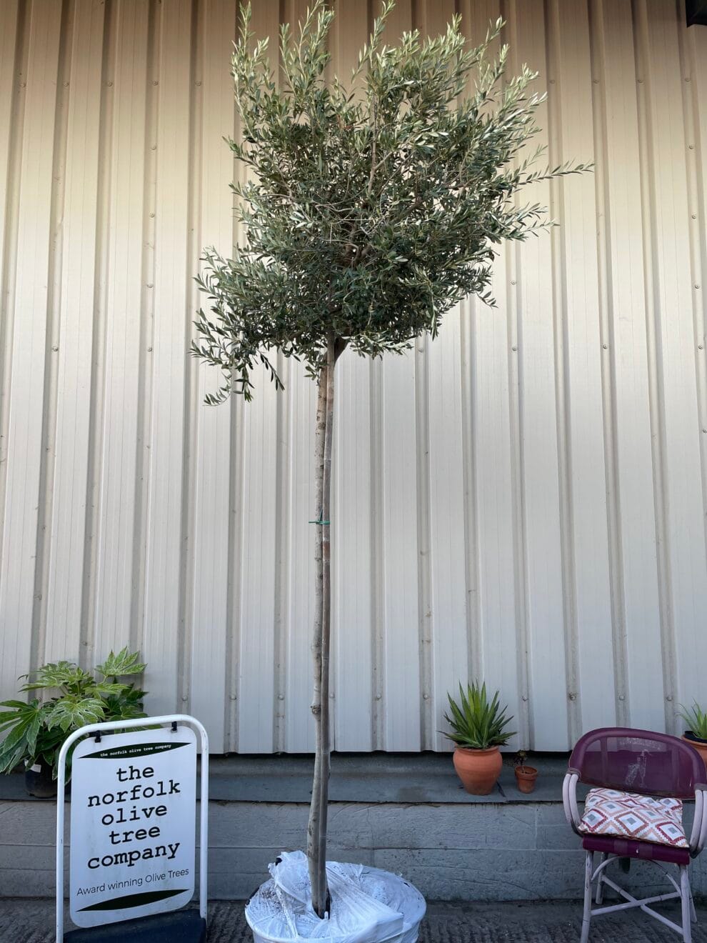 Tall screening tree - The Norfolk Olive Tree Company