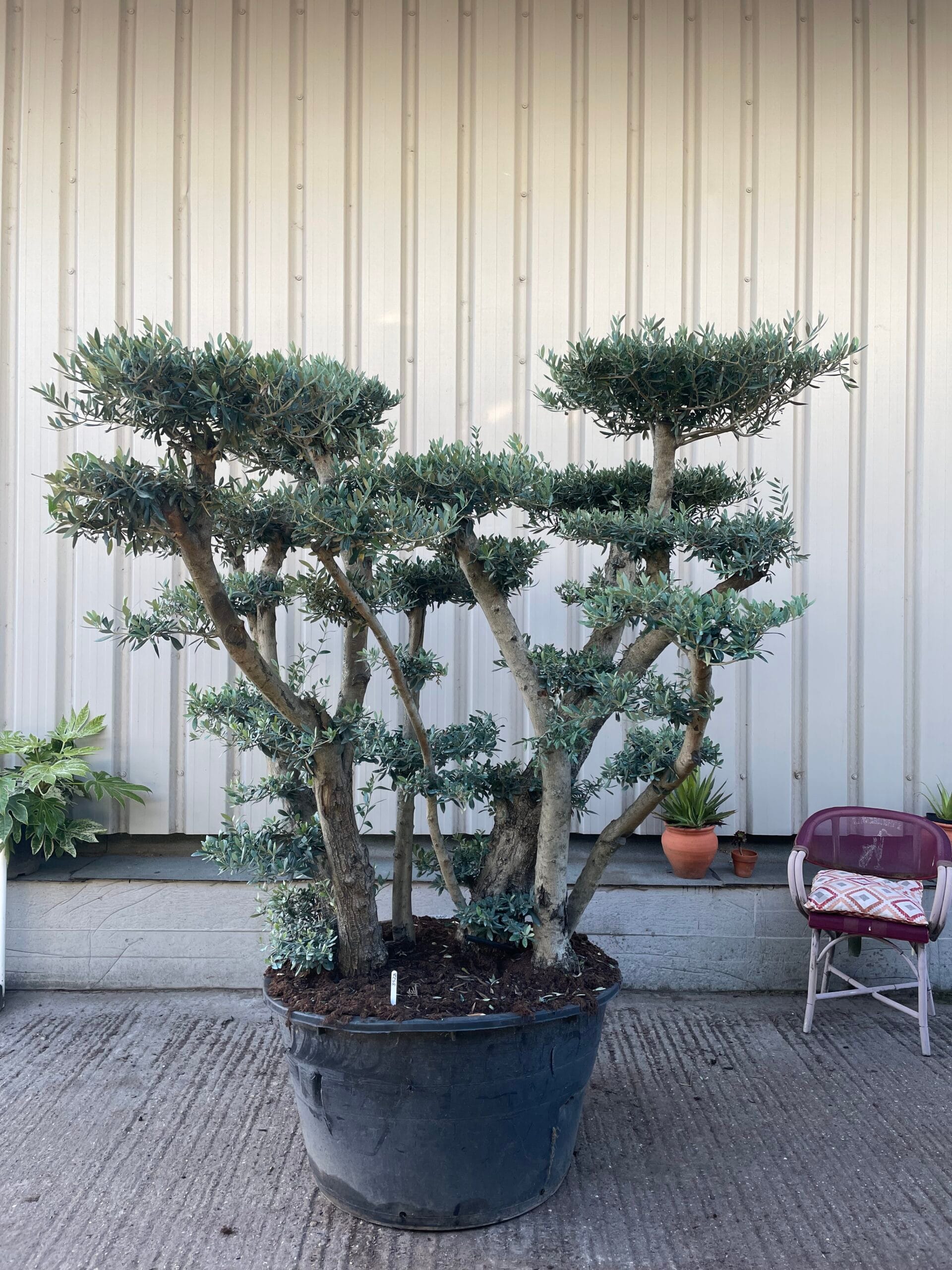 Niwaki Cloud tree - The Norfolk Olive Tree Company