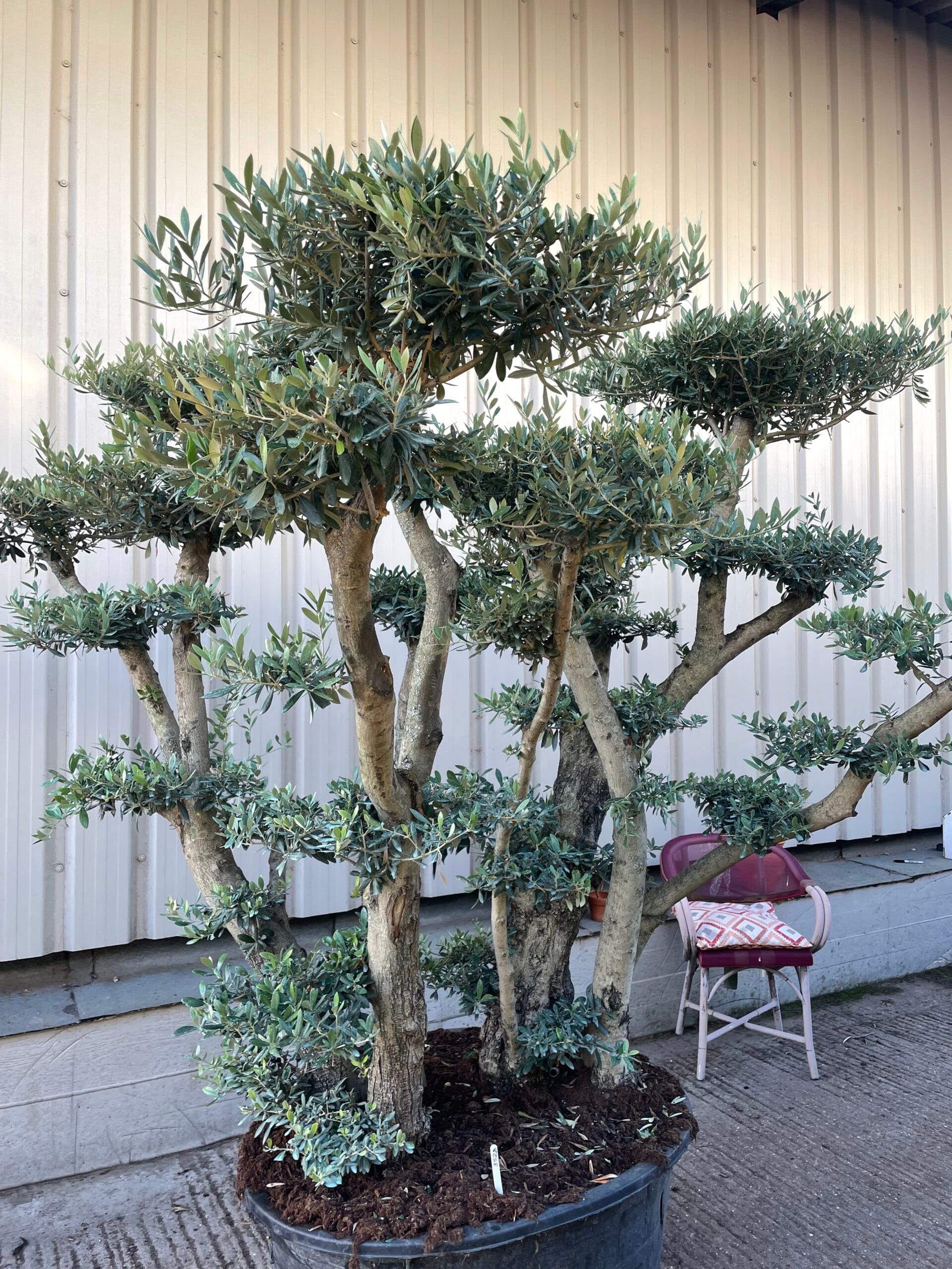 Niwaki Cloud tree - The Norfolk Olive Tree Company
