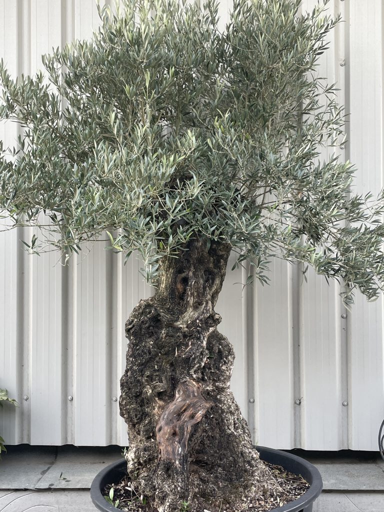 Large olive tree gnarled trunk - The Norfolk Olive Tree Company