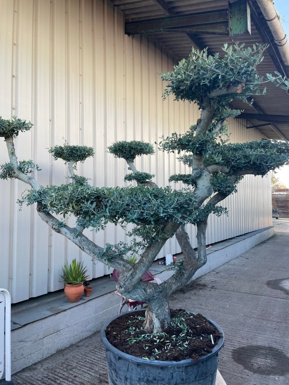 Large gnarled cloud Olive tree - The Norfolk Olive Tree Company