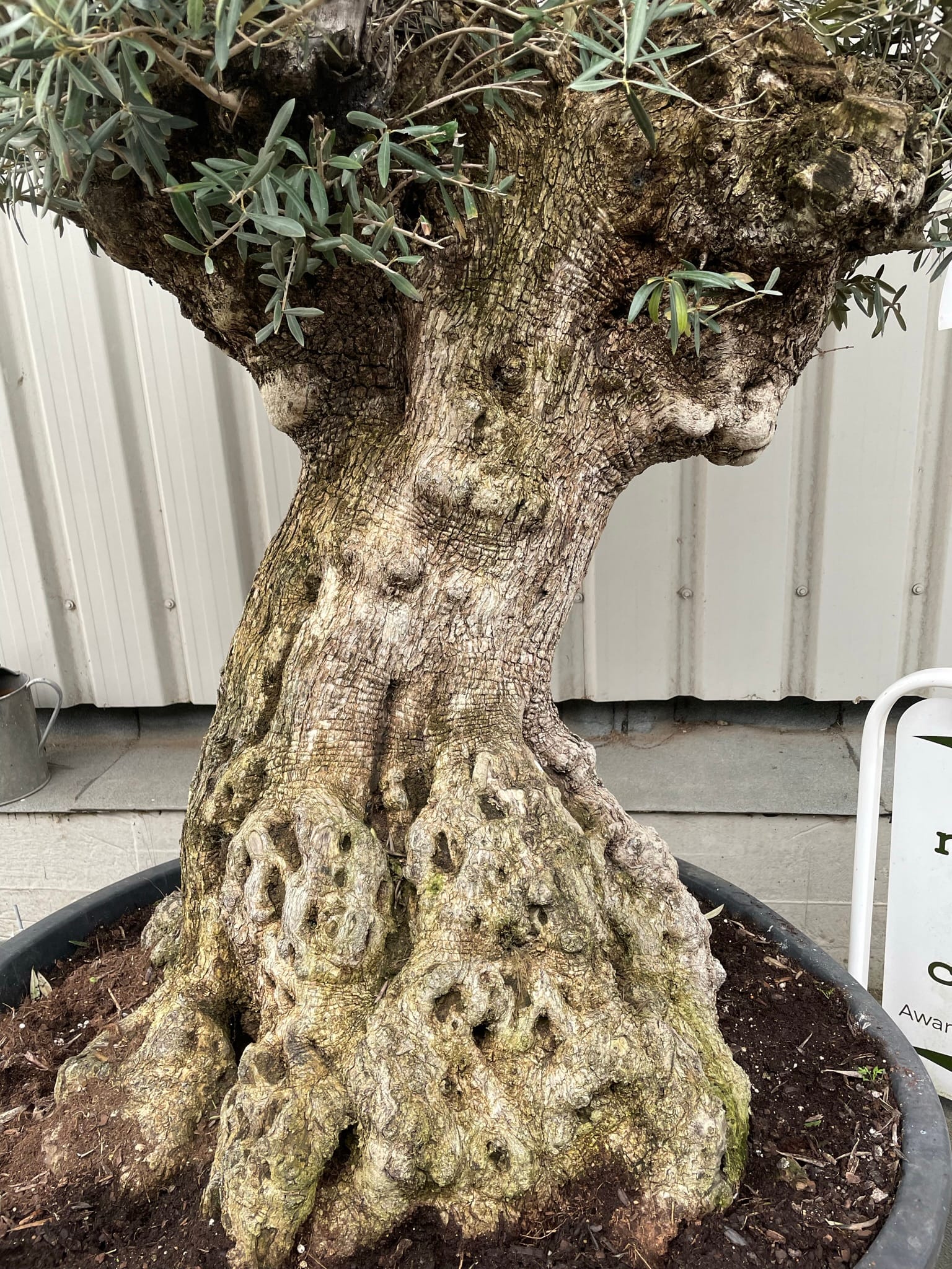 Large olive tree gnarled trunk - The Norfolk Olive Tree Company