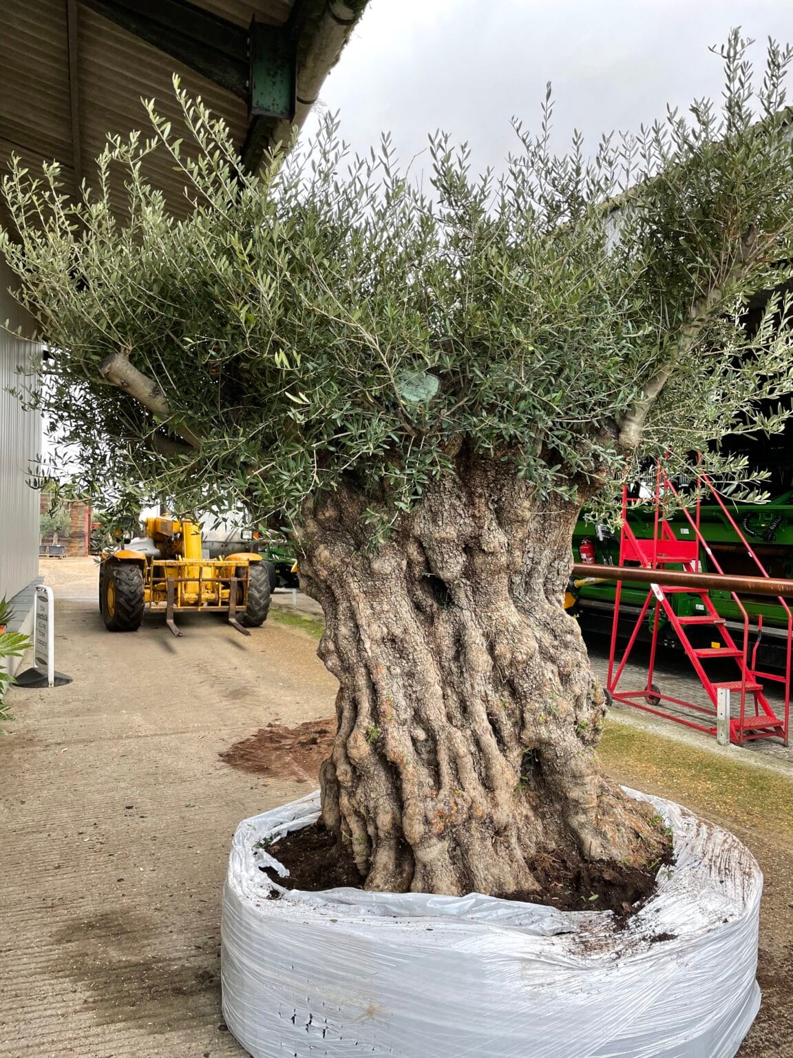 Ancient Olive tree extra large - The Norfolk Olive Tree Company