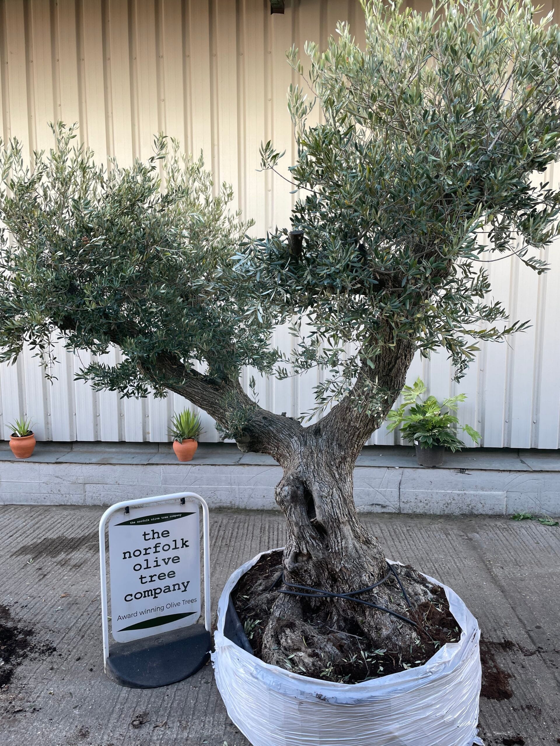 Olive tree impressive trunk - The Norfolk Olive Tree Company