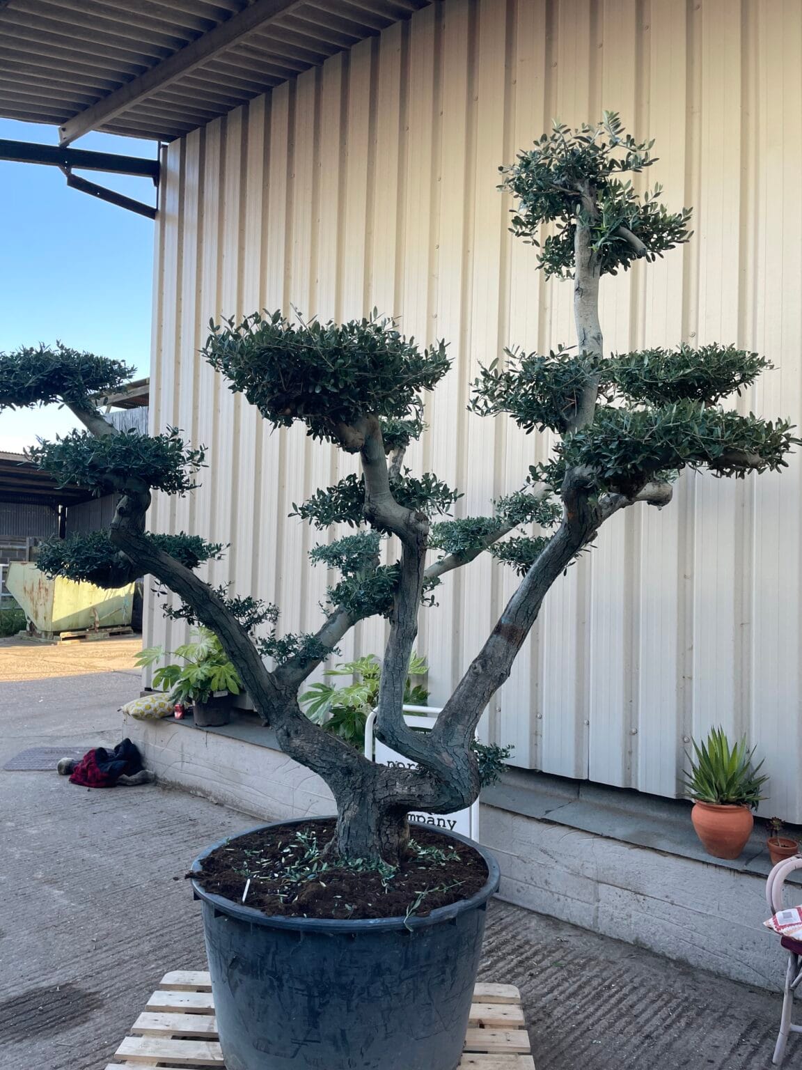 Large gnarled cloud Olive tree - The Norfolk Olive Tree Company